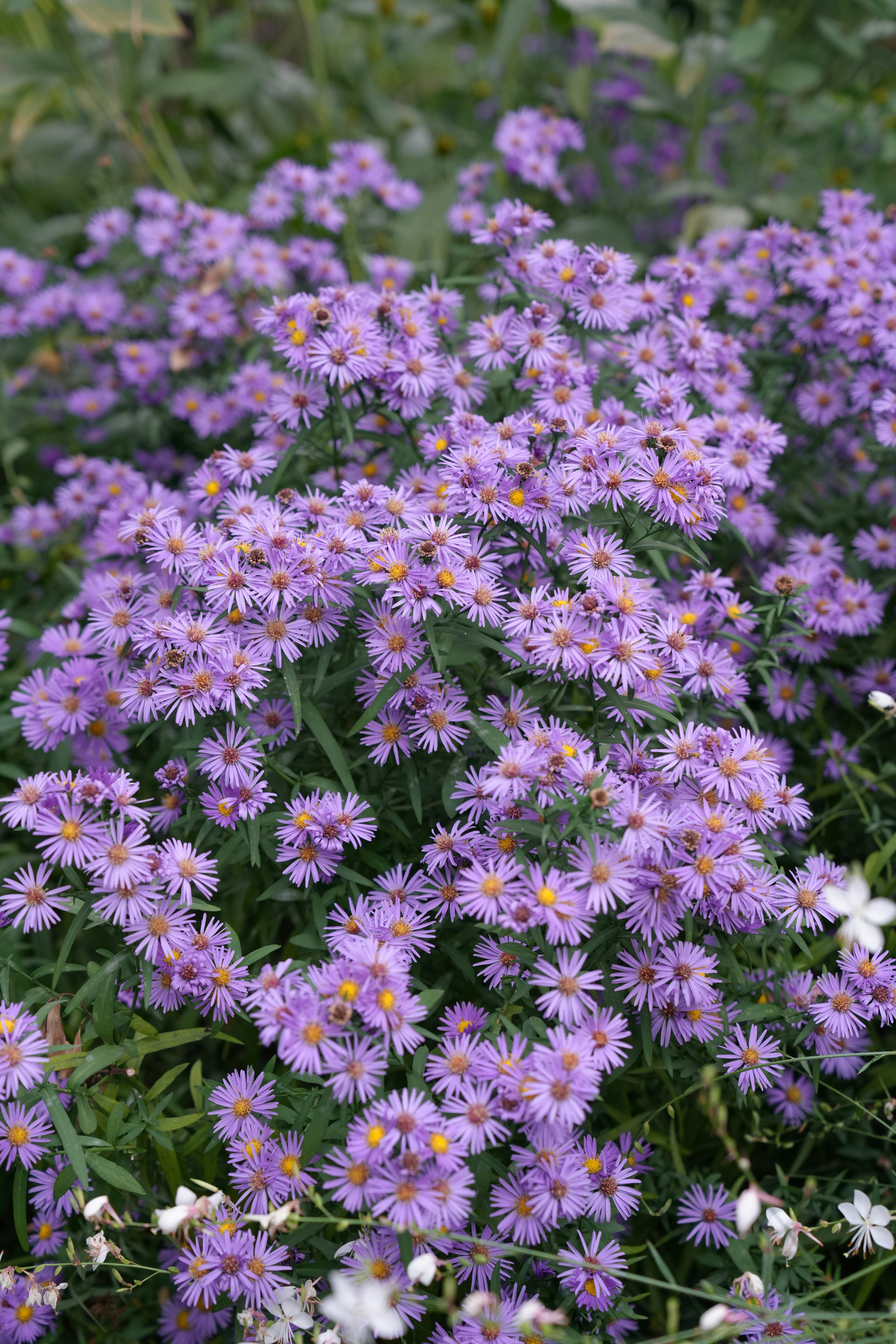 Lavender Symphony: Nature's Floral Tapestry