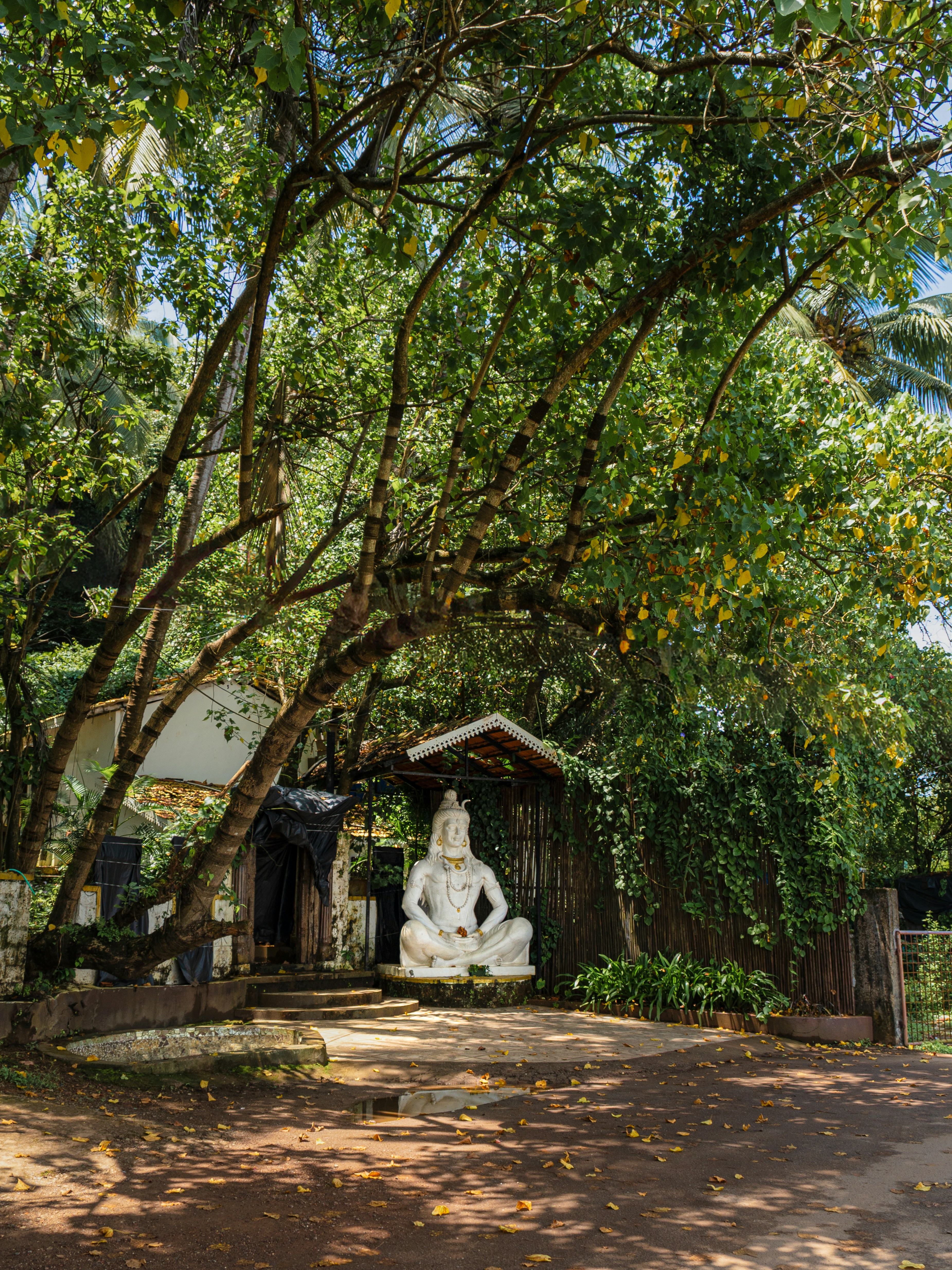 Serenity Beneath the Canopy