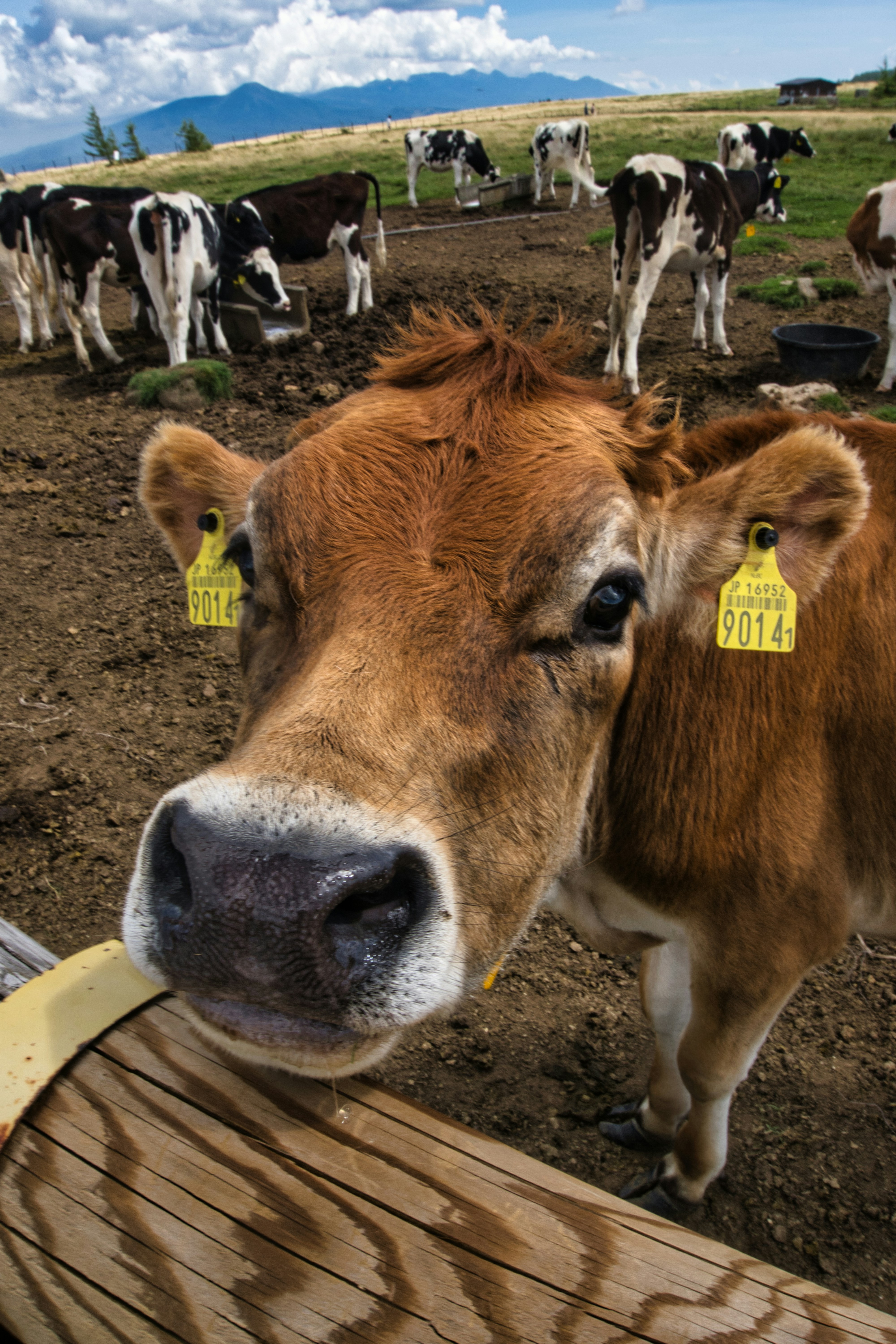 Curious Calf in the Heart of the Pasture