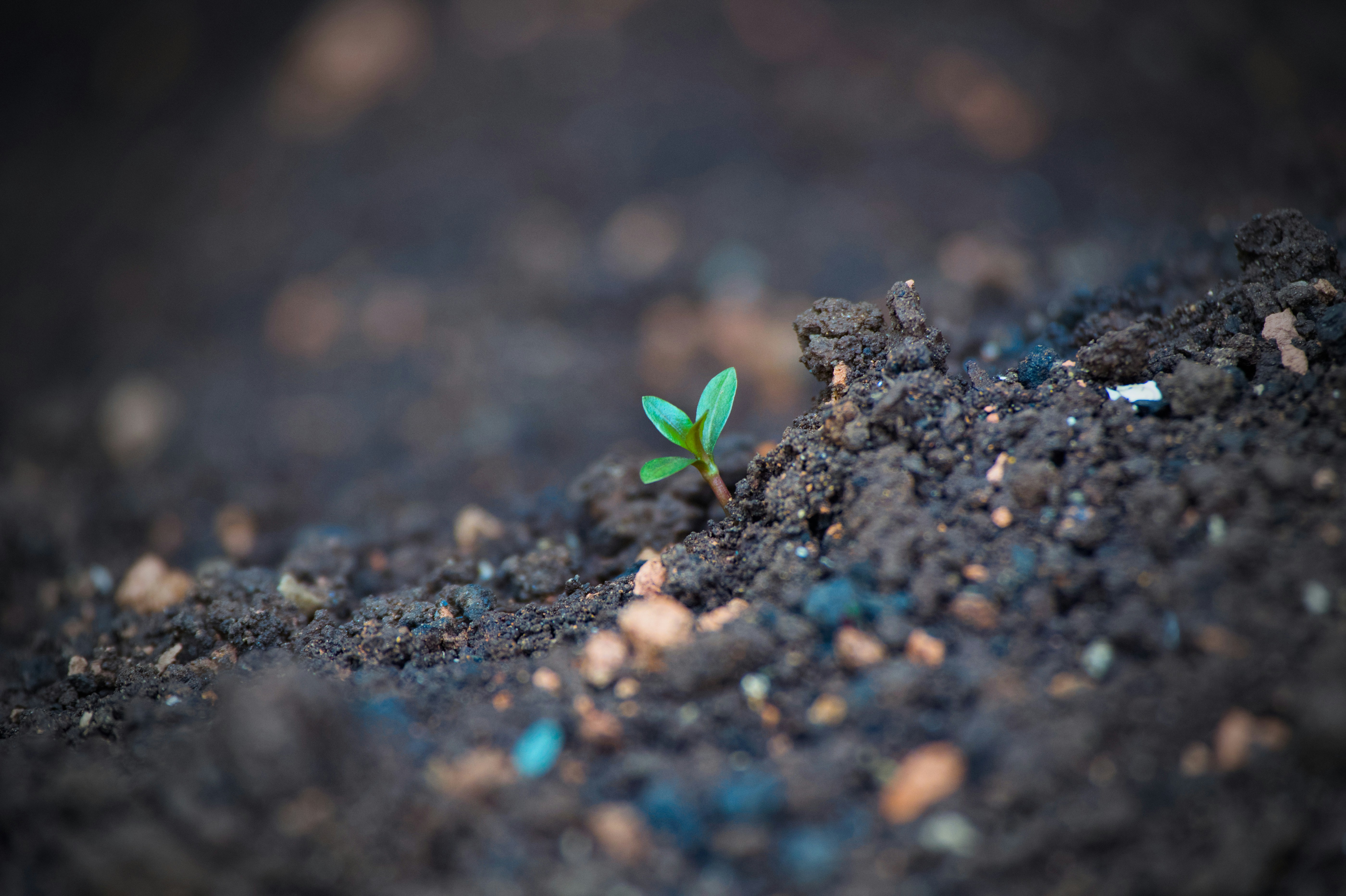 Emergence: A New Life from the Earth