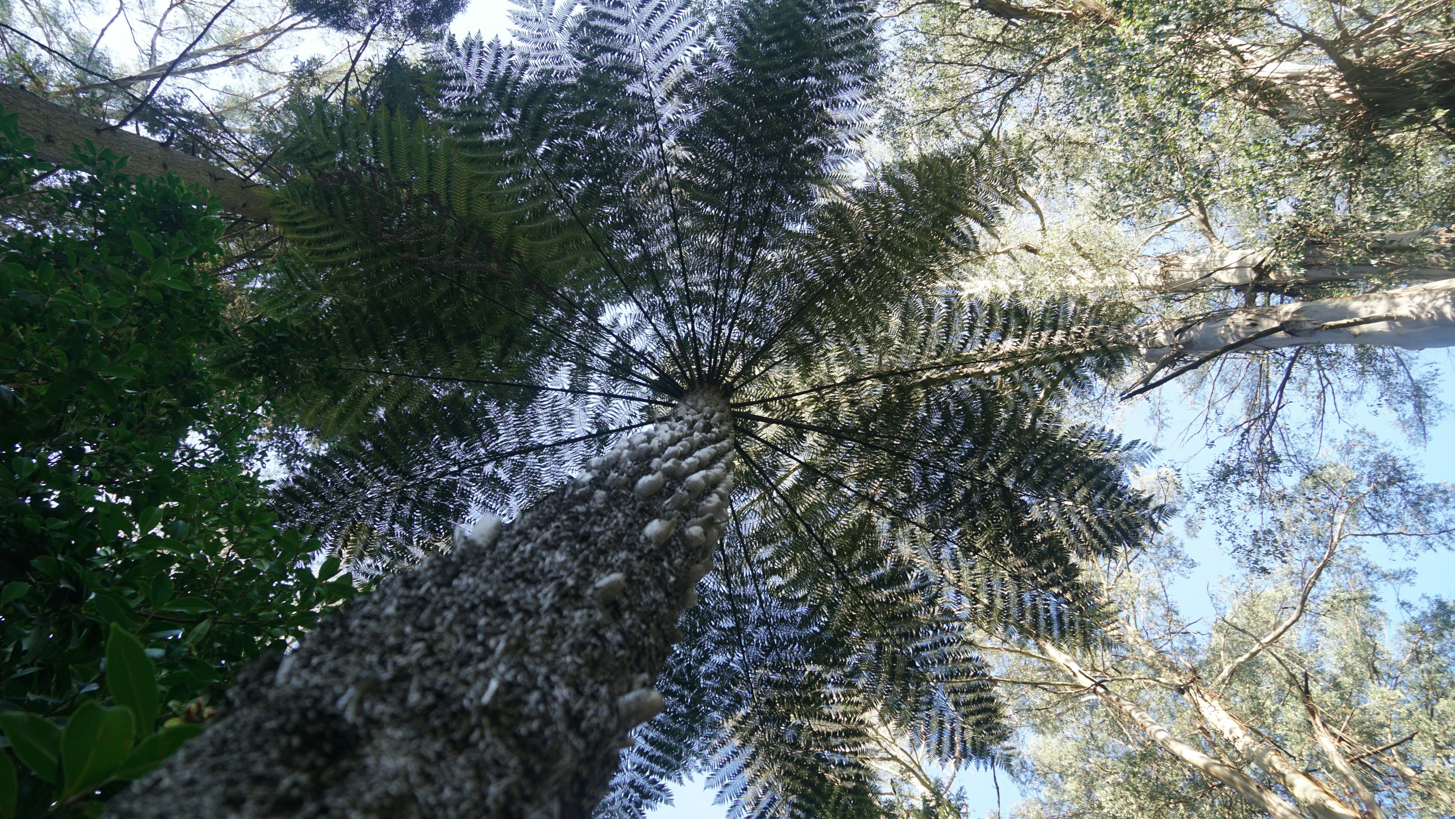 Reaching for the Sky: A Vertical Perspective