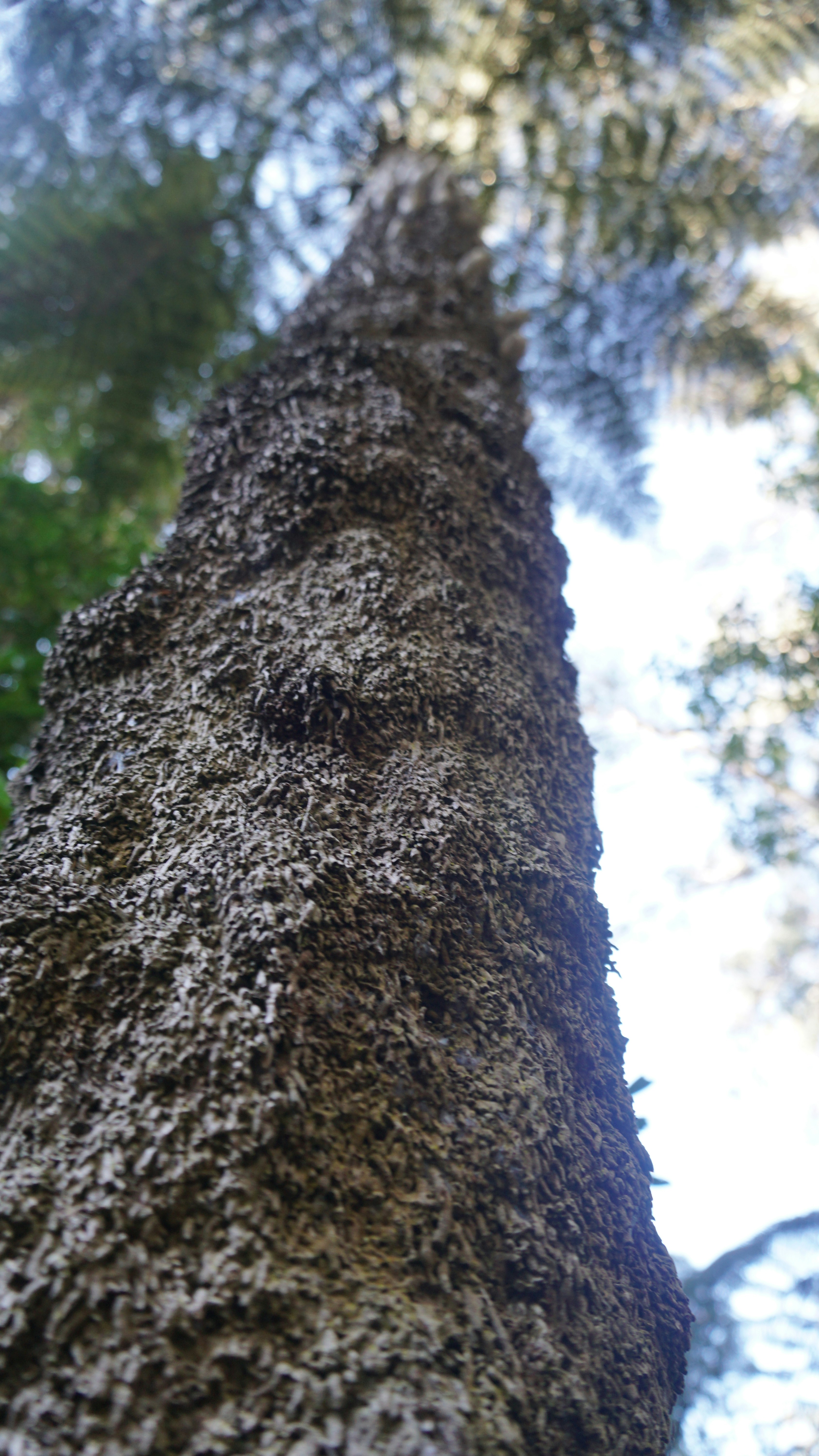 Textured bark of a towering tree viewed from below, surrounded by lush greenery and dappled sunlight filtering through the leaves.