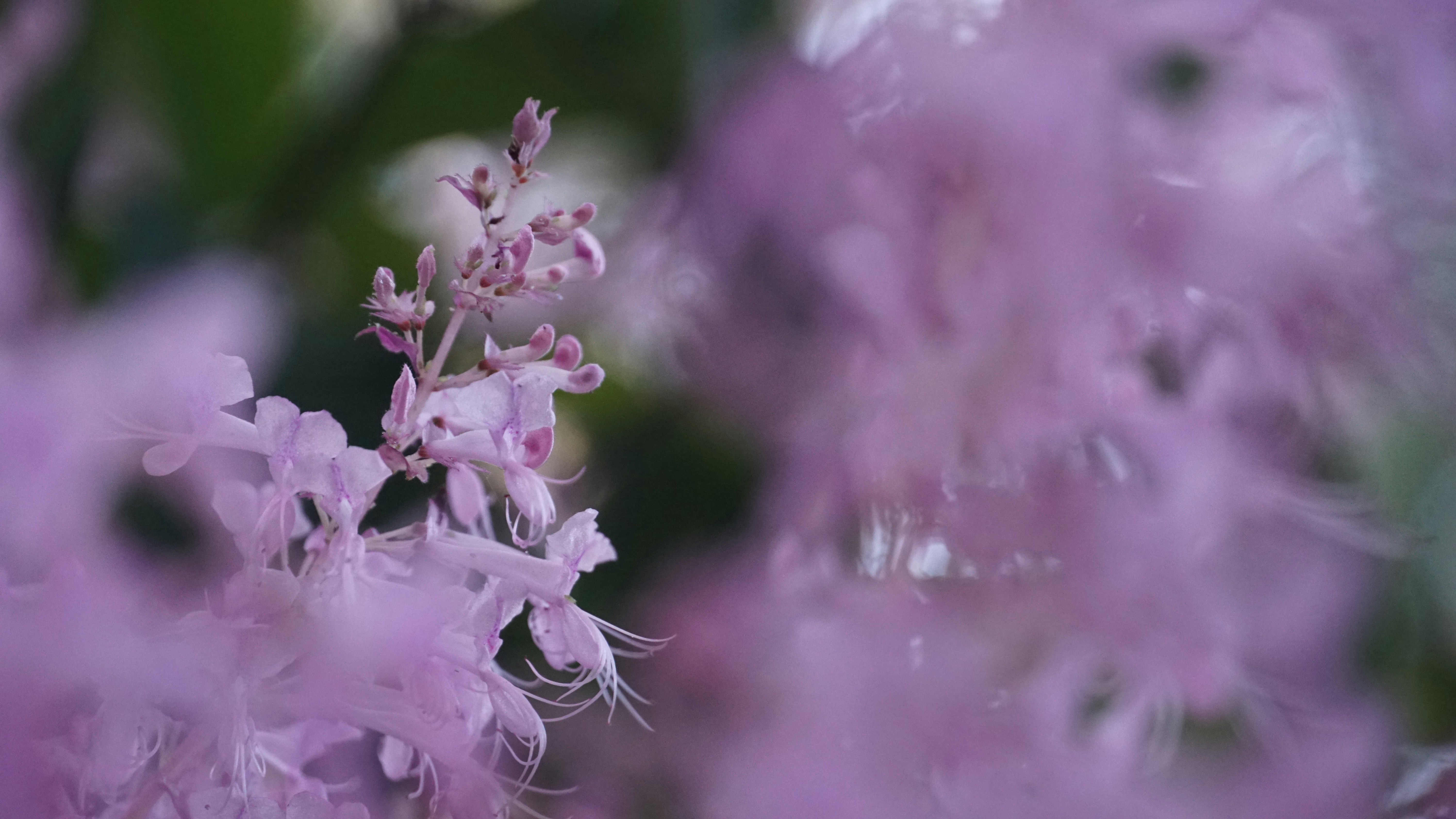Whispers of Spring: A Floral Embrace