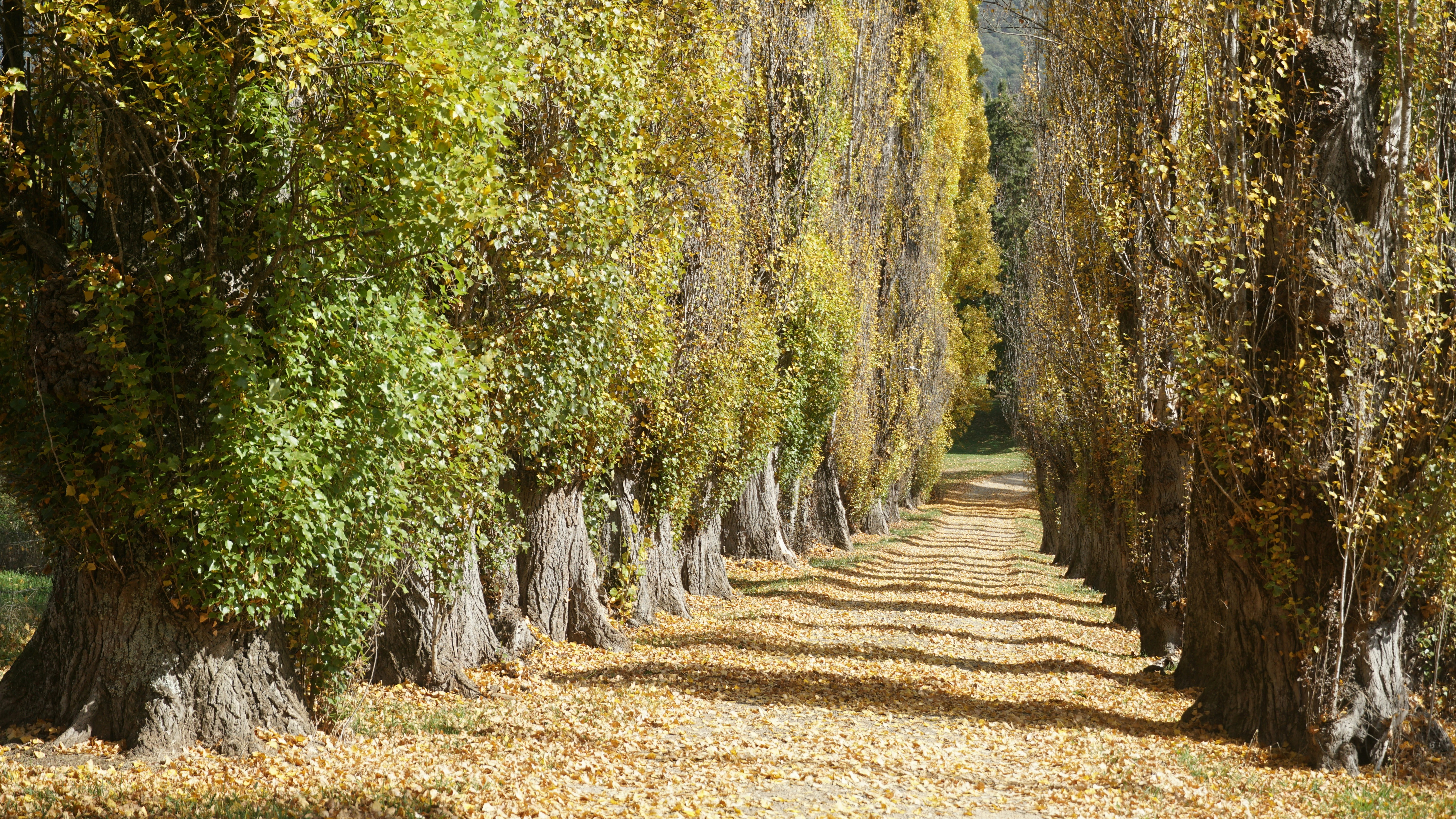 Golden Canopy: A Pathway Through Autumn's Embrace
