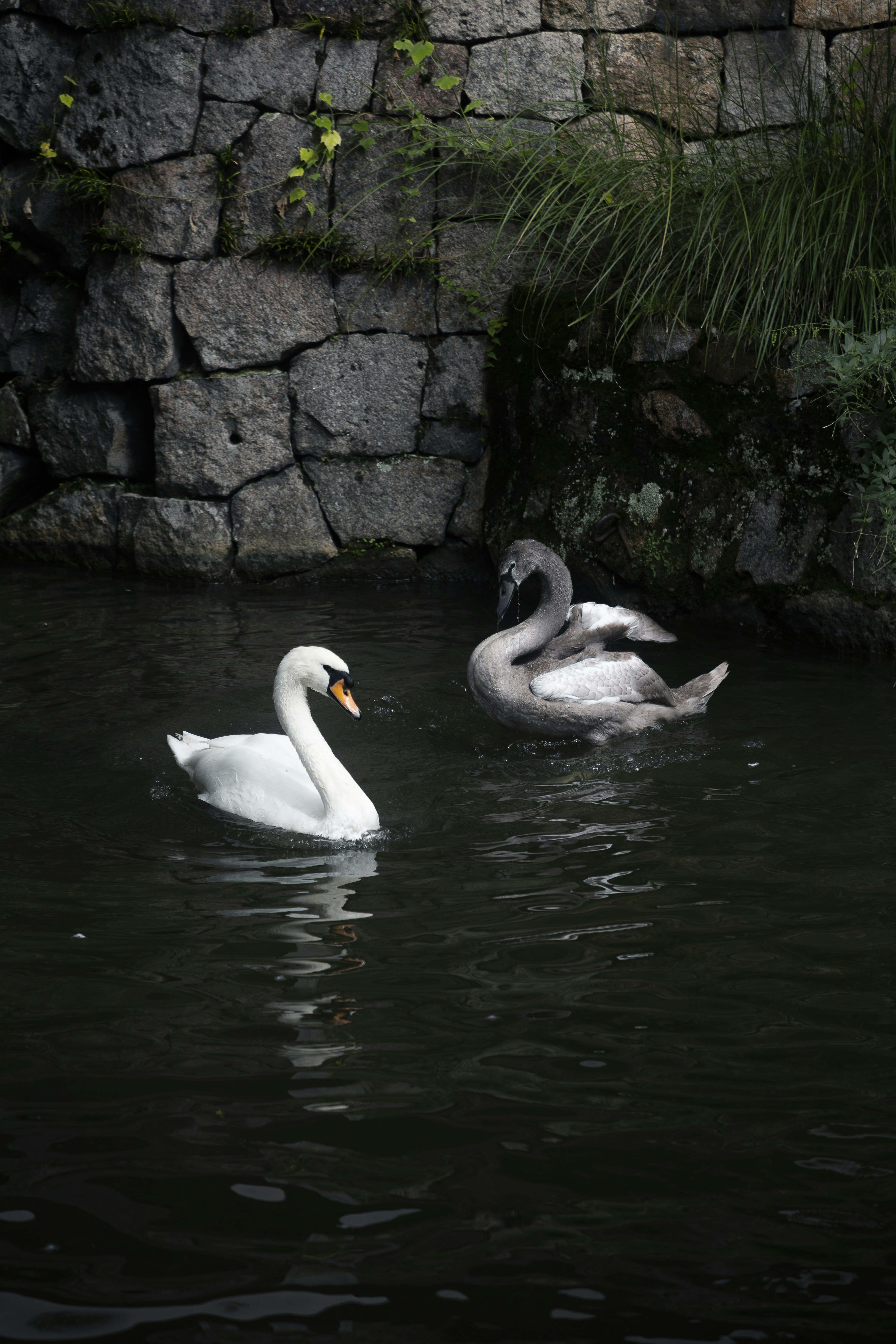 Harmony in Still Waters