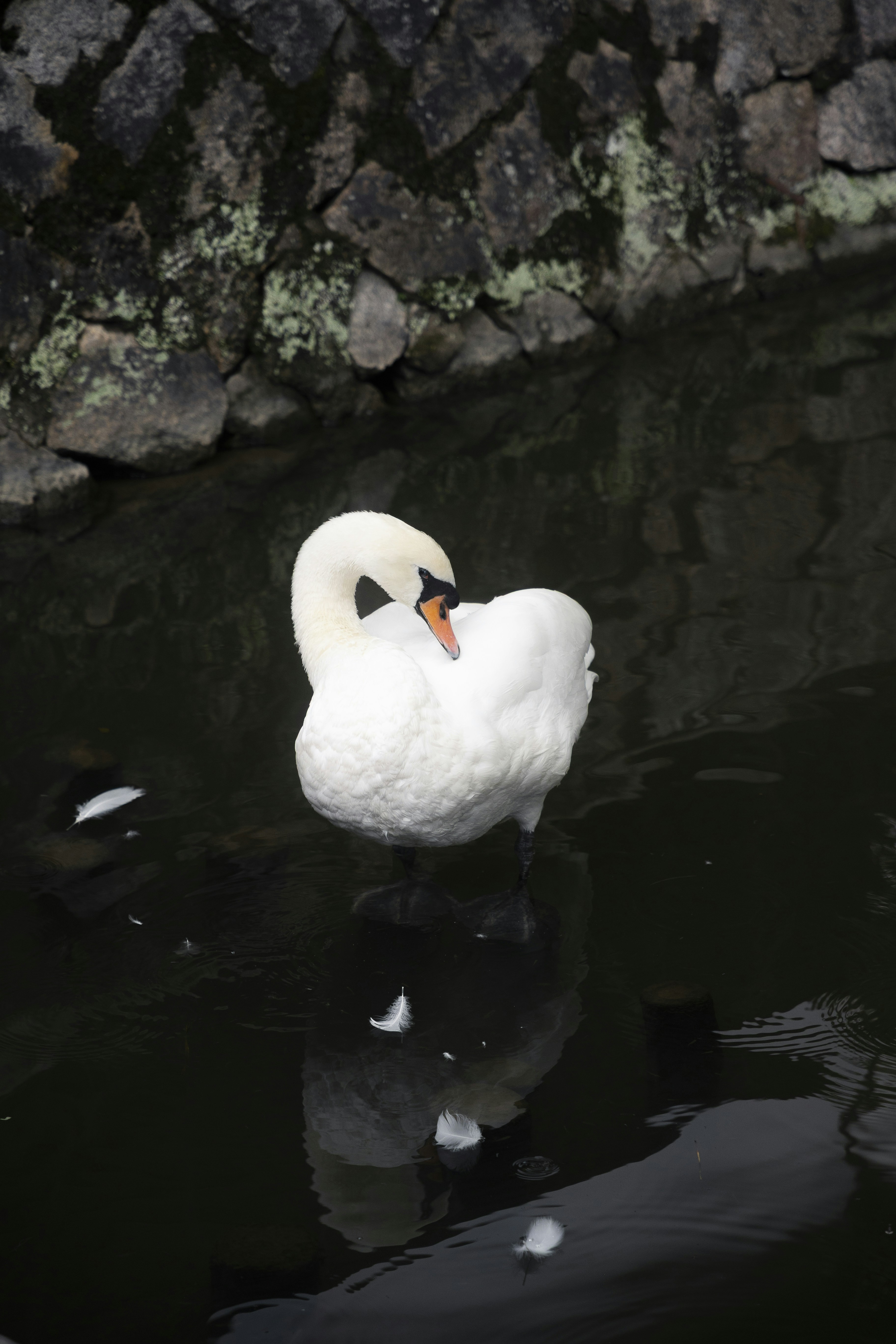 A graceful swan preening itself in a serene pond, surrounded by a textured stone wall. Soft feathers float gently on the water's surface.