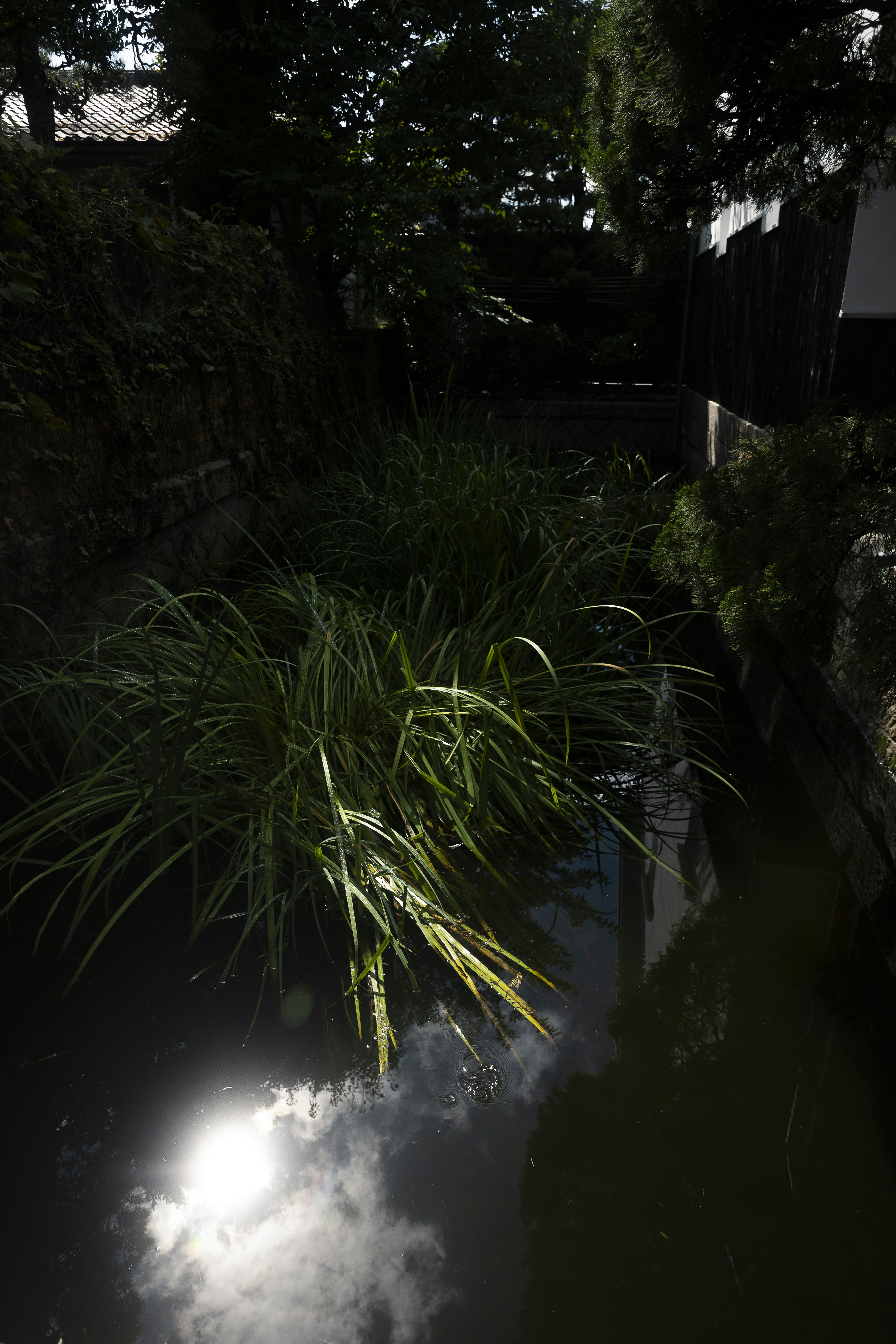Sunlight reflects on water with lush green plants.