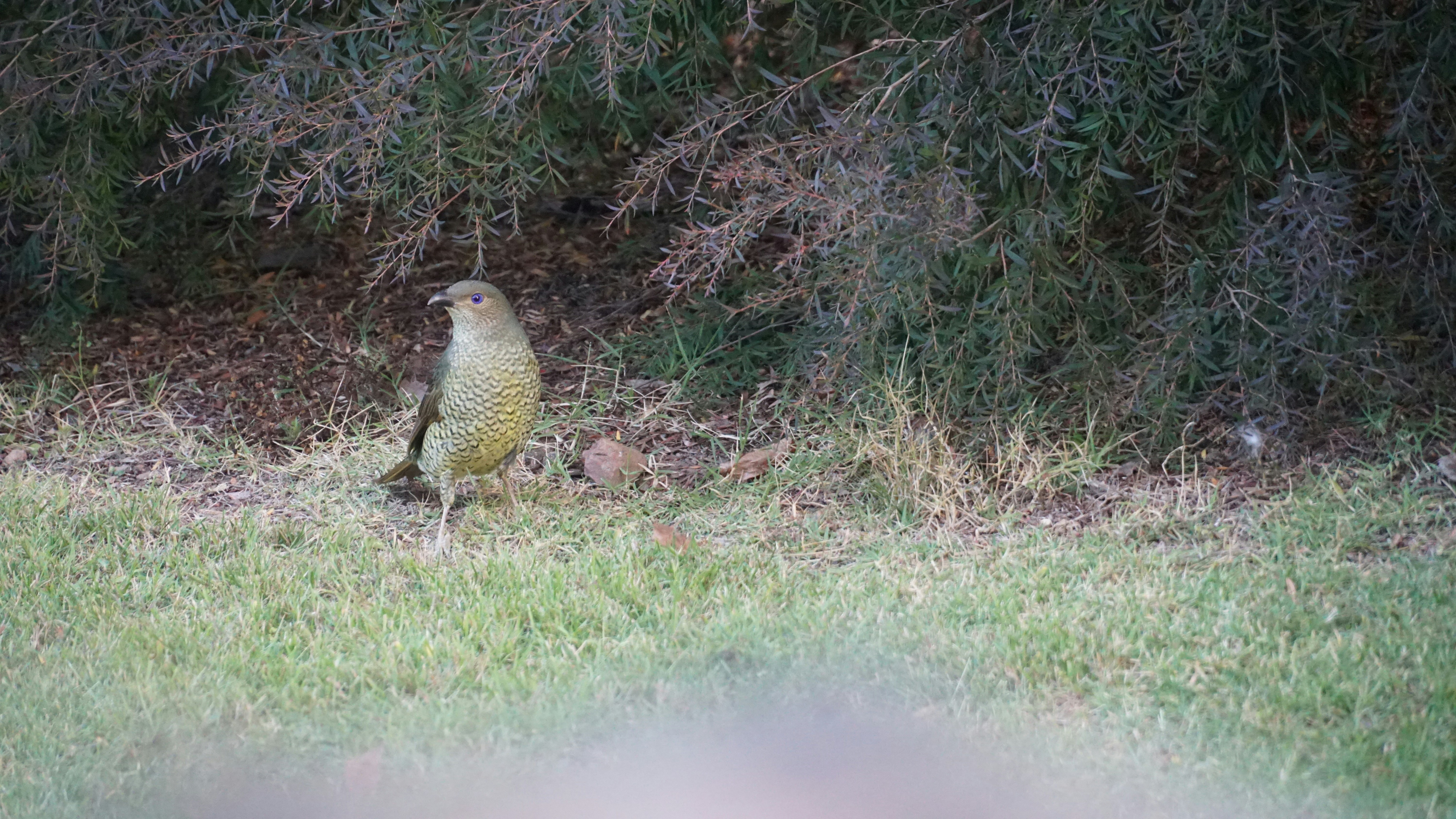 Emerald Feathers in the Underbrush