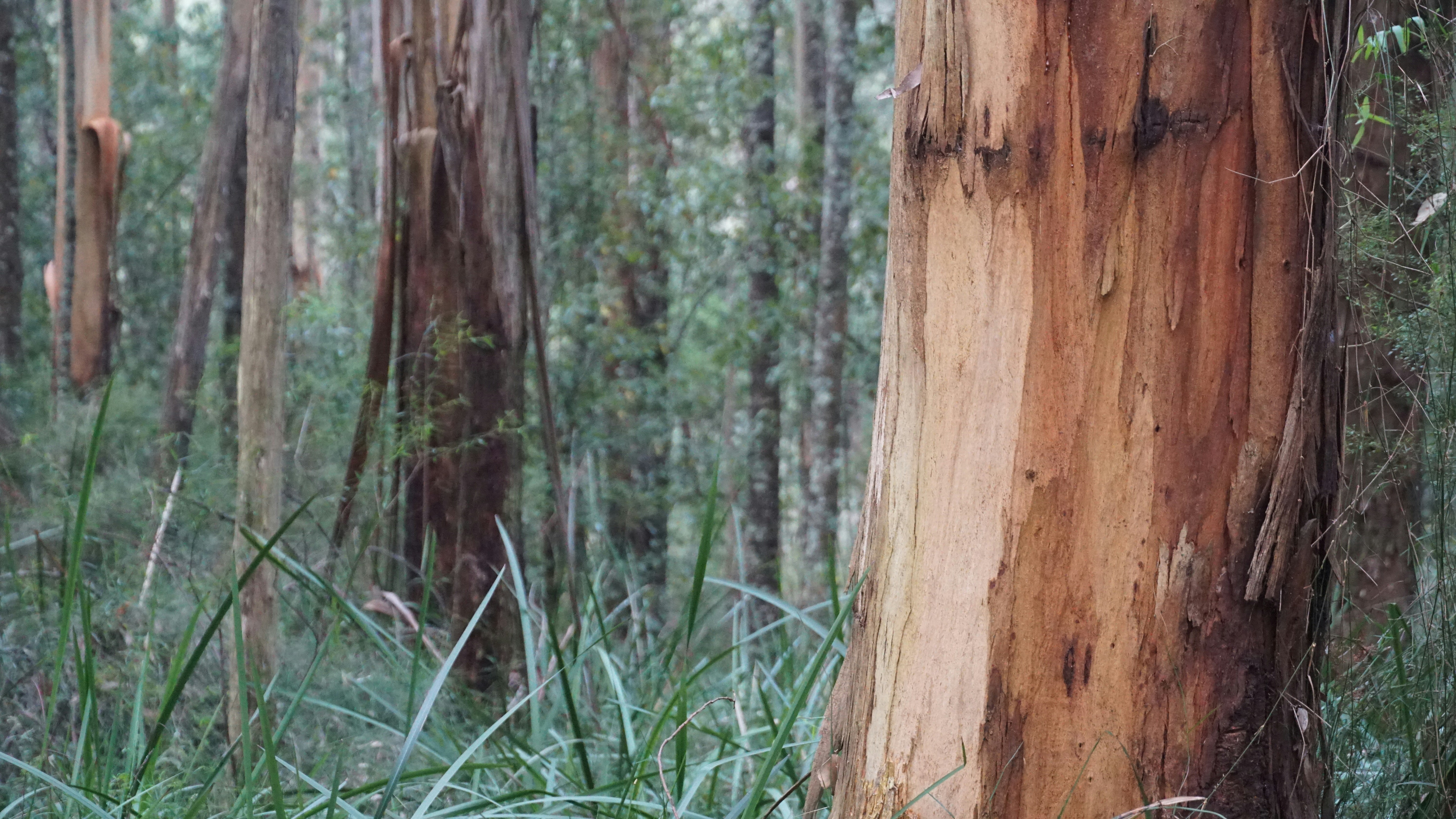 Whispers of the Eucalyptus Grove