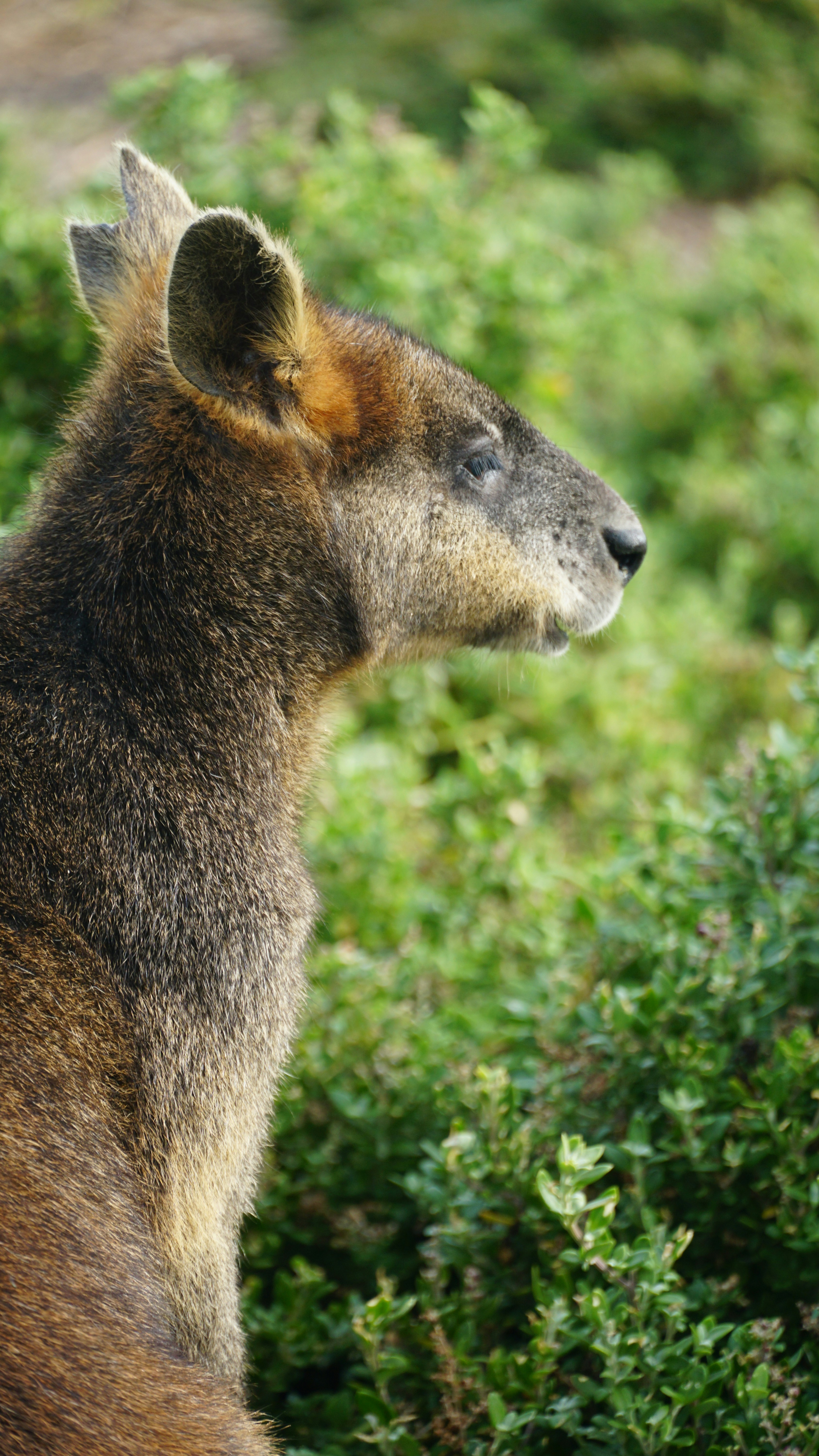 Whispers of the Wild: A Moment in Nature