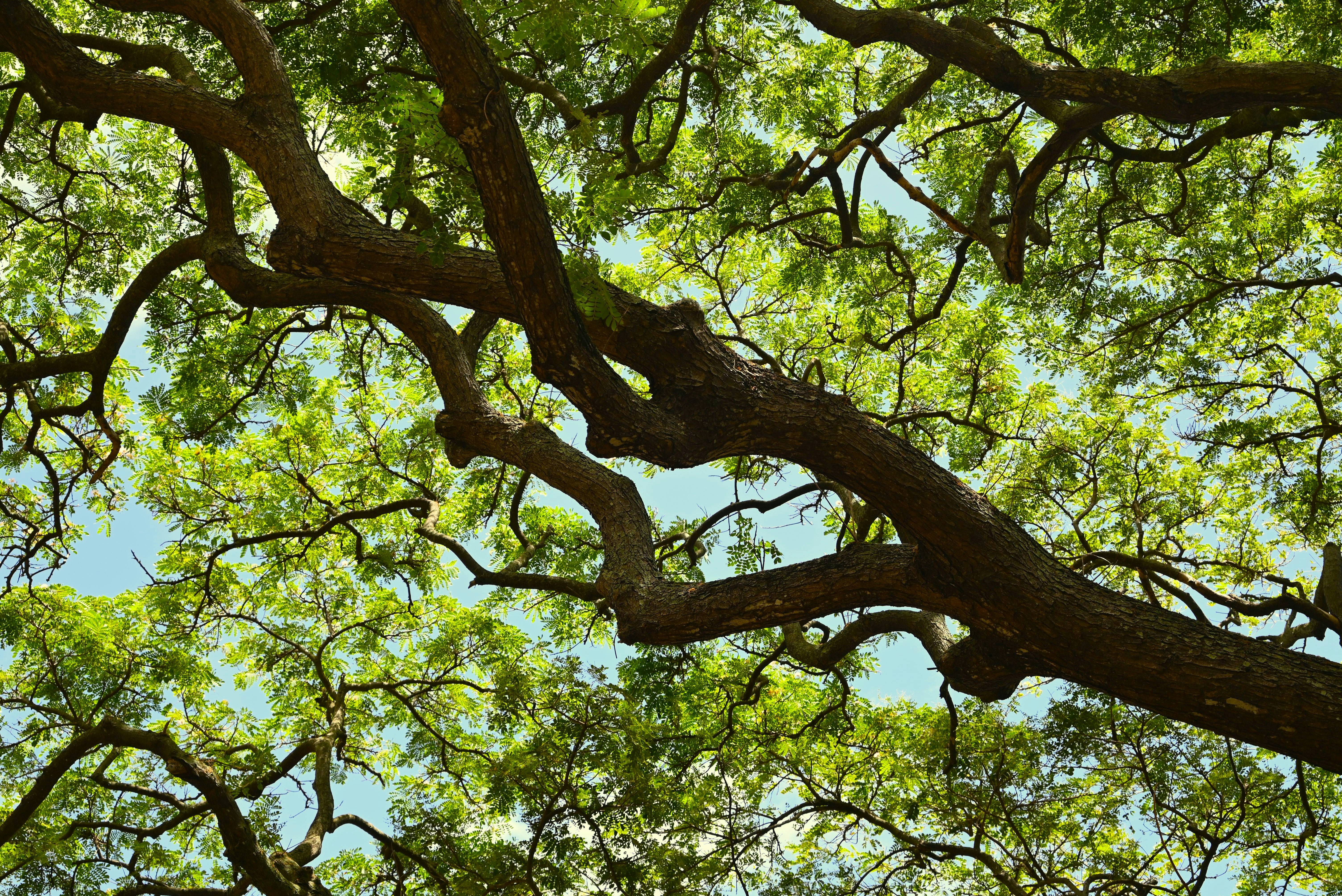 Whispers of the Canopy