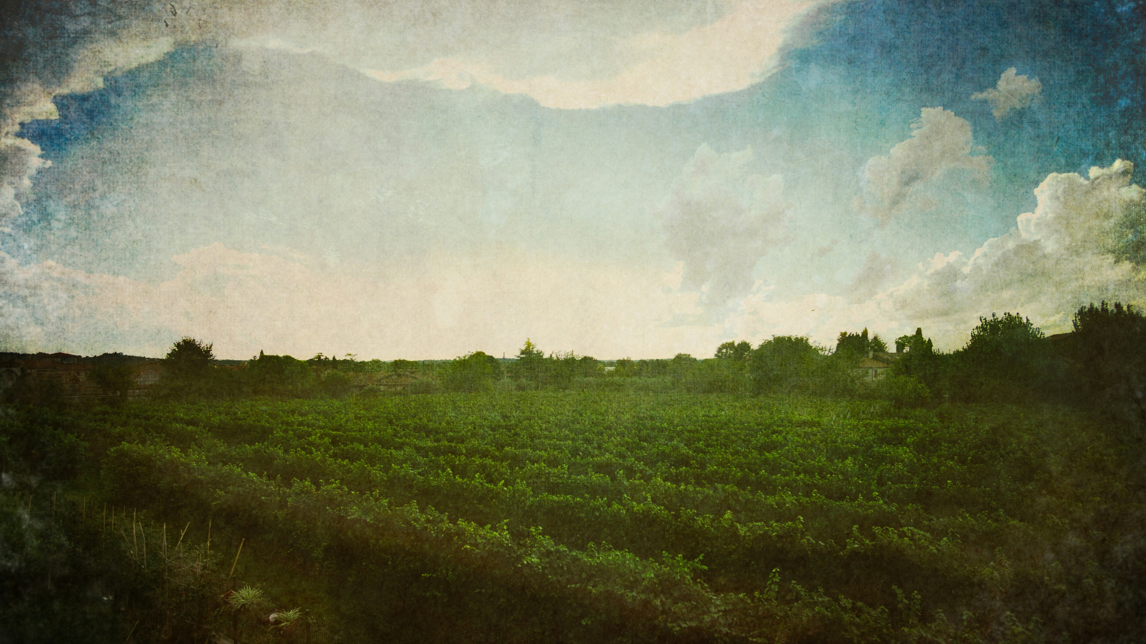 Expansive vineyard landscape under a textured sky, showcasing lush green rows and a dramatic cloud formation.