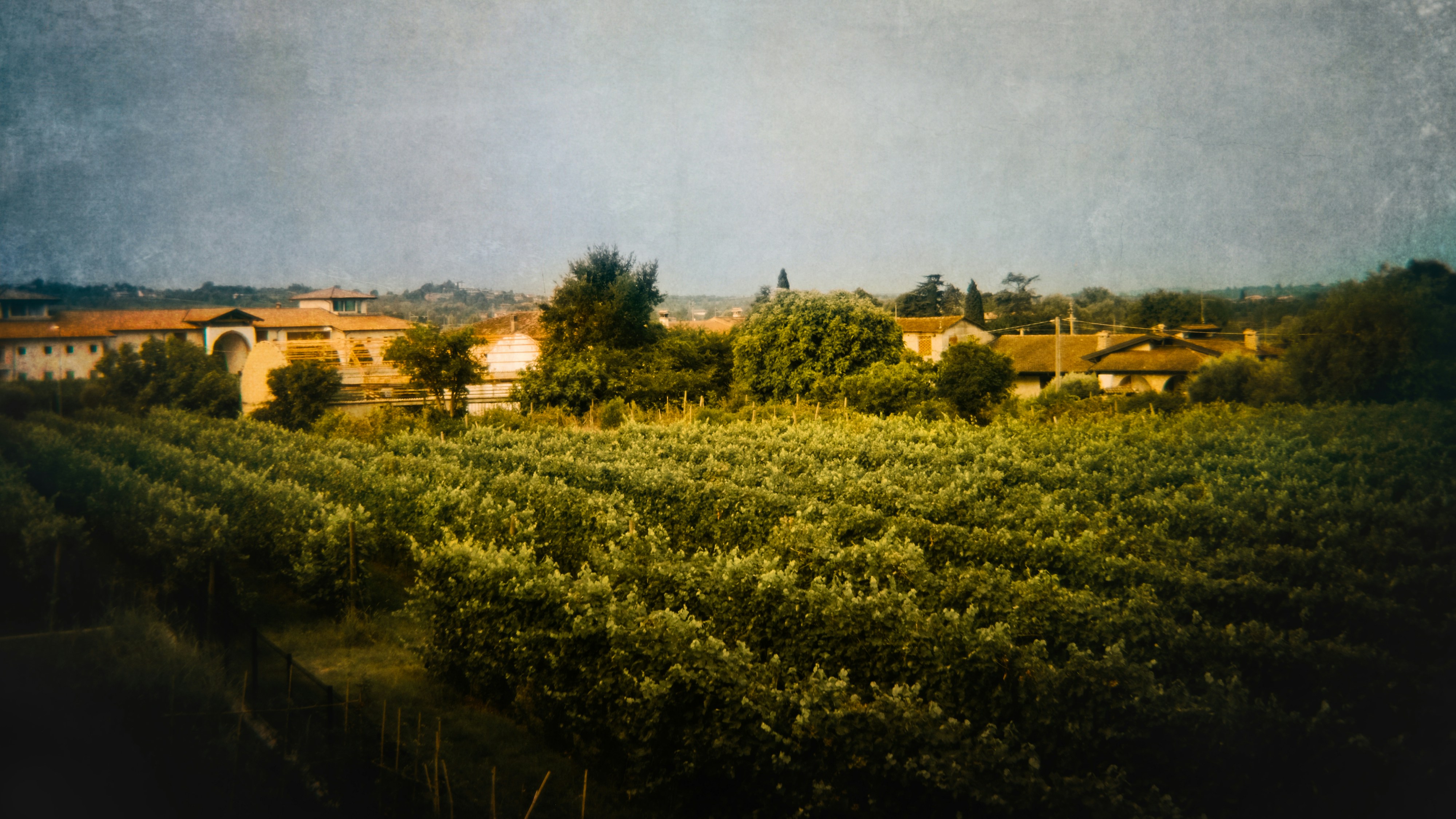 Lush vineyard stretching across the landscape, framed by quaint buildings and trees under a dusky sky.