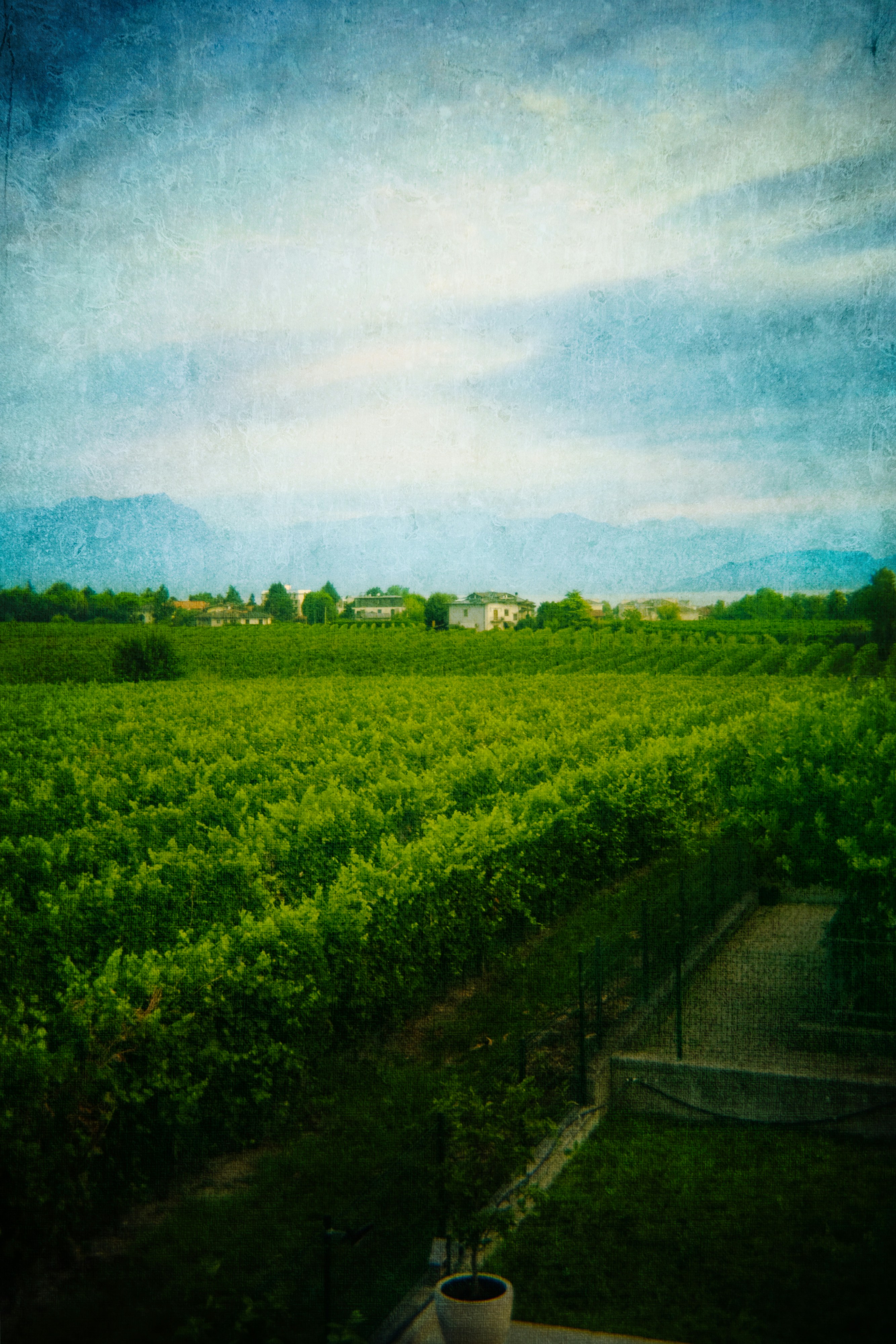 Whispers of the Vineyard: A Serene Landscape