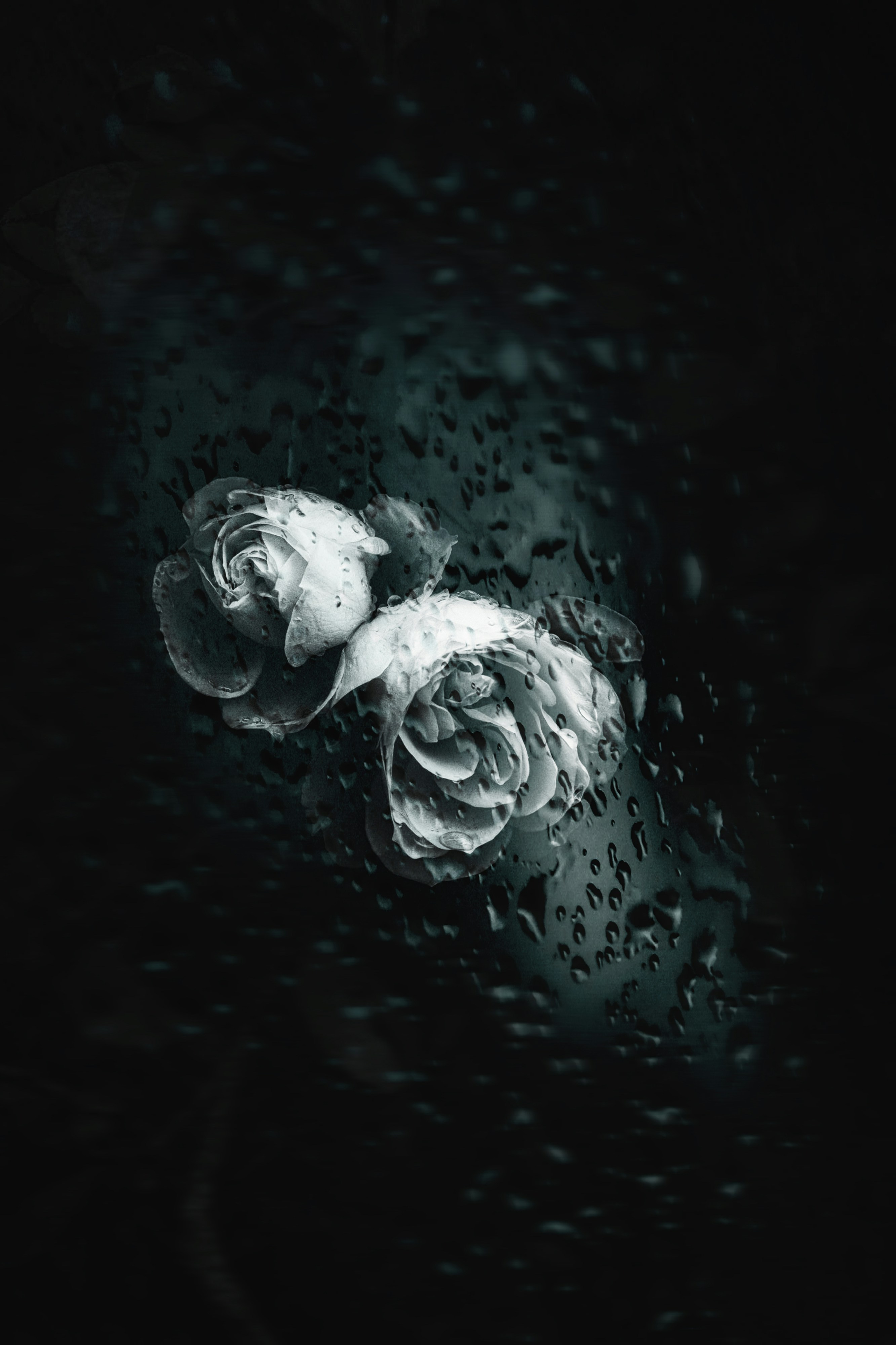 Whispers of Elegance in Raindrops