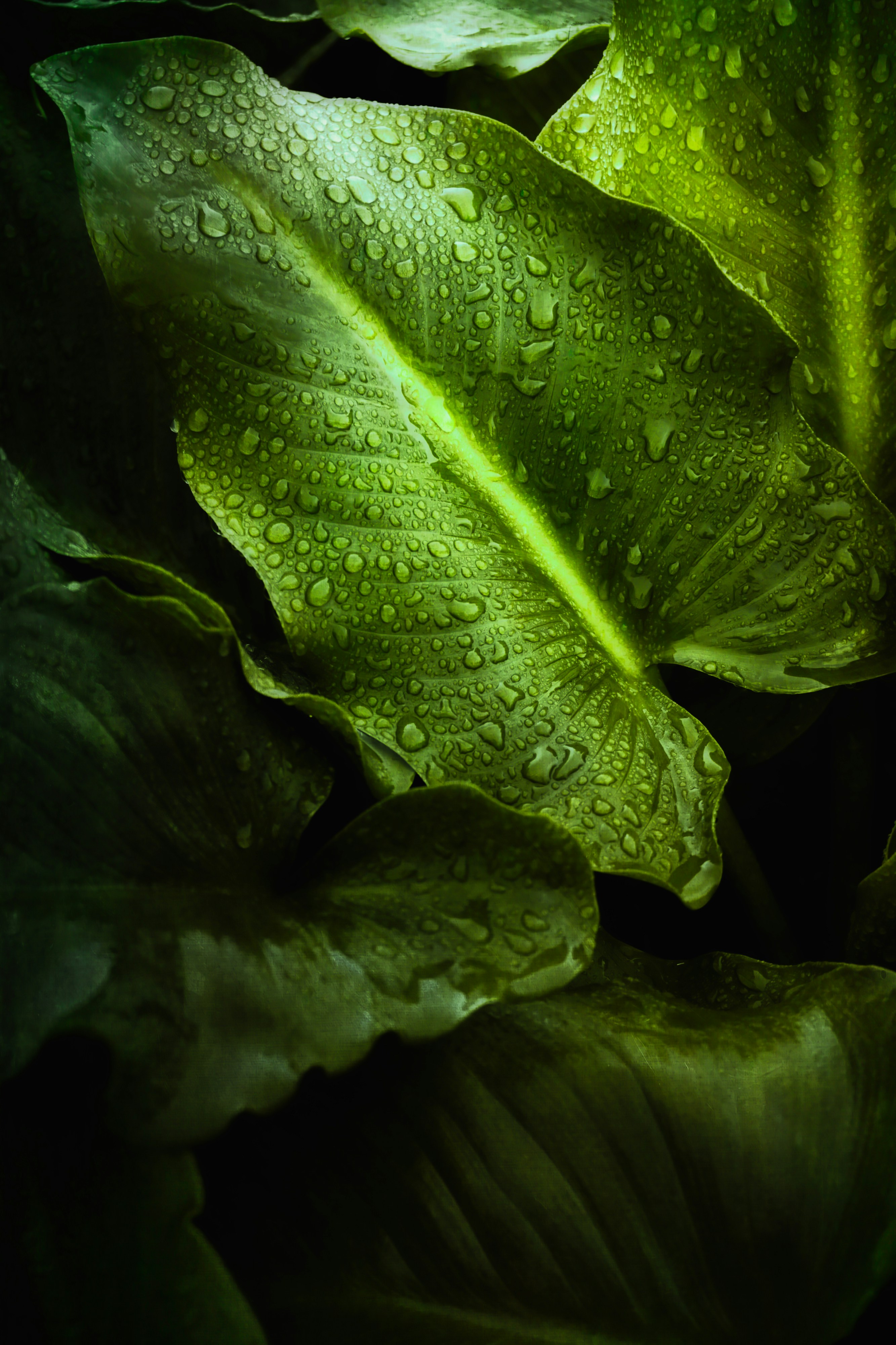 Close-up of vibrant green leaves adorned with droplets of water, showcasing intricate textures and details. The play of light enhances the natural beauty of the foliage.