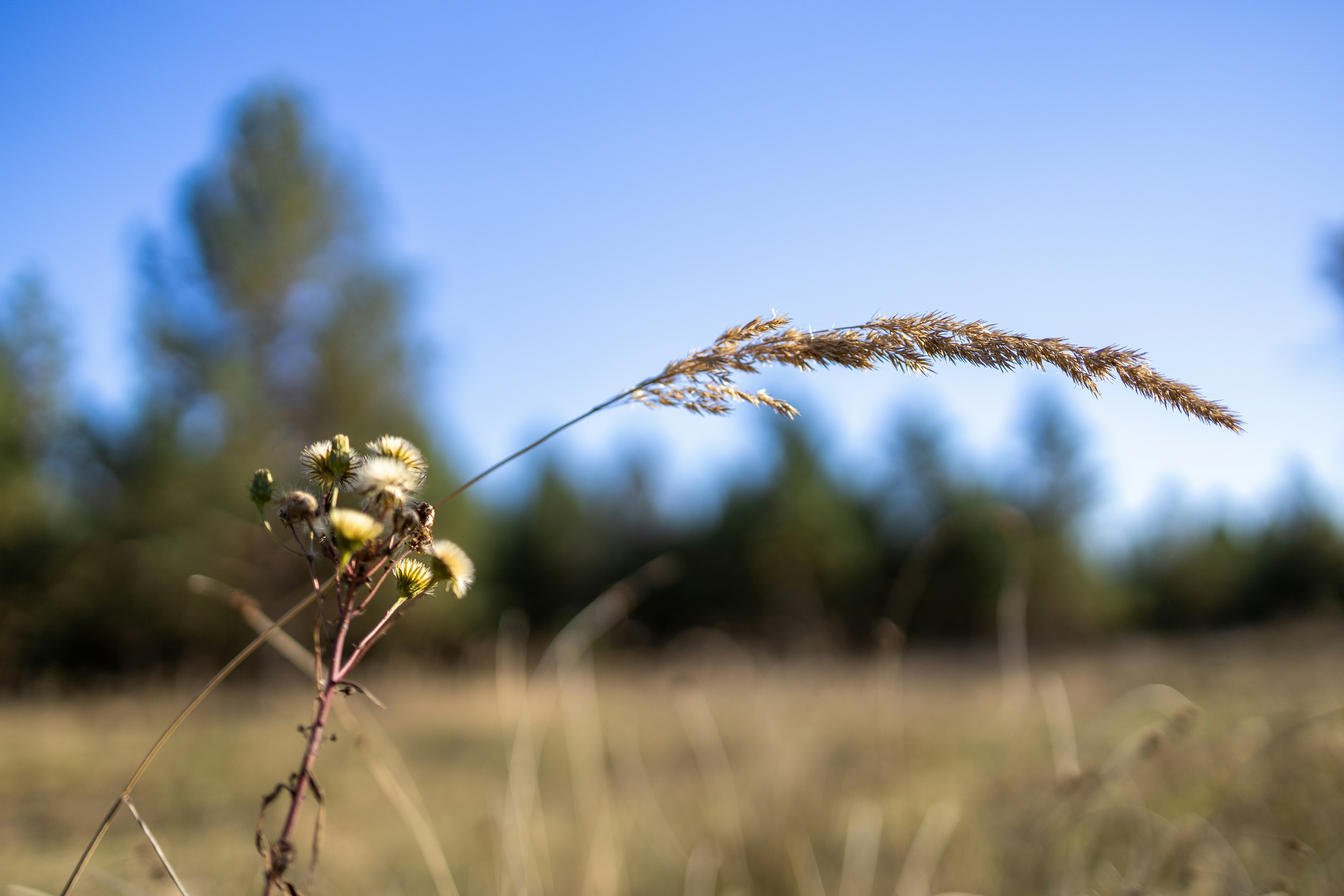 Whispers of the Meadow