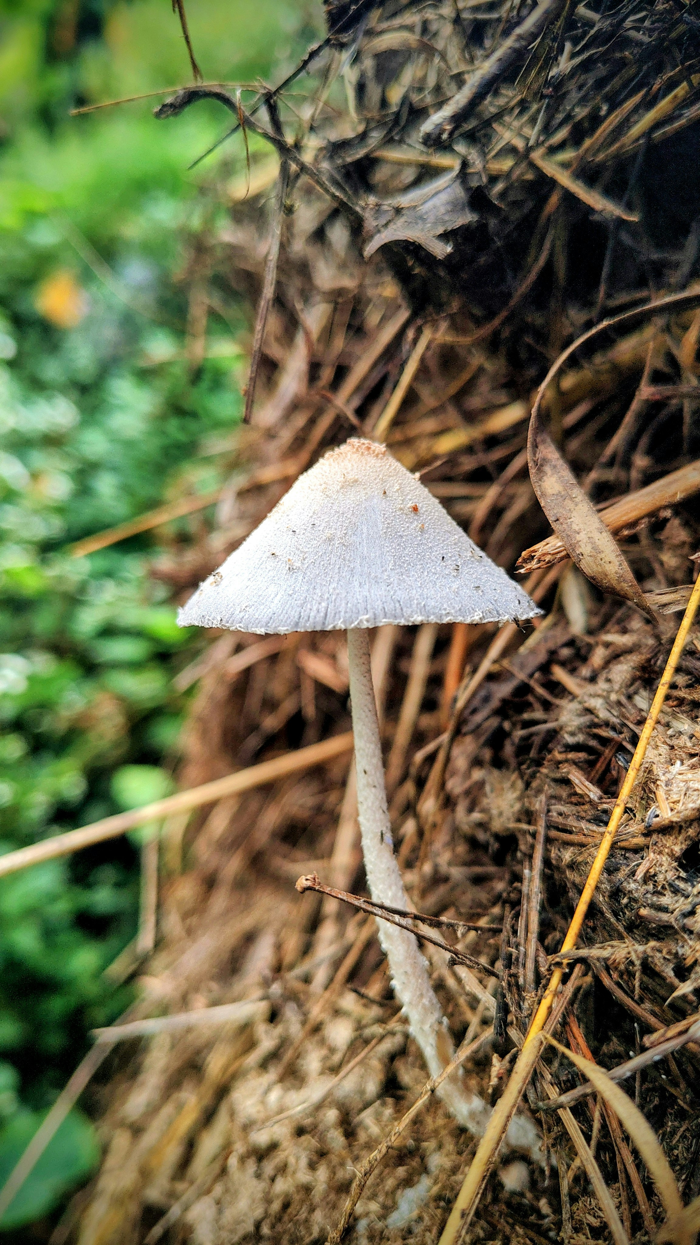 A single white mushroom grows from dry straw.