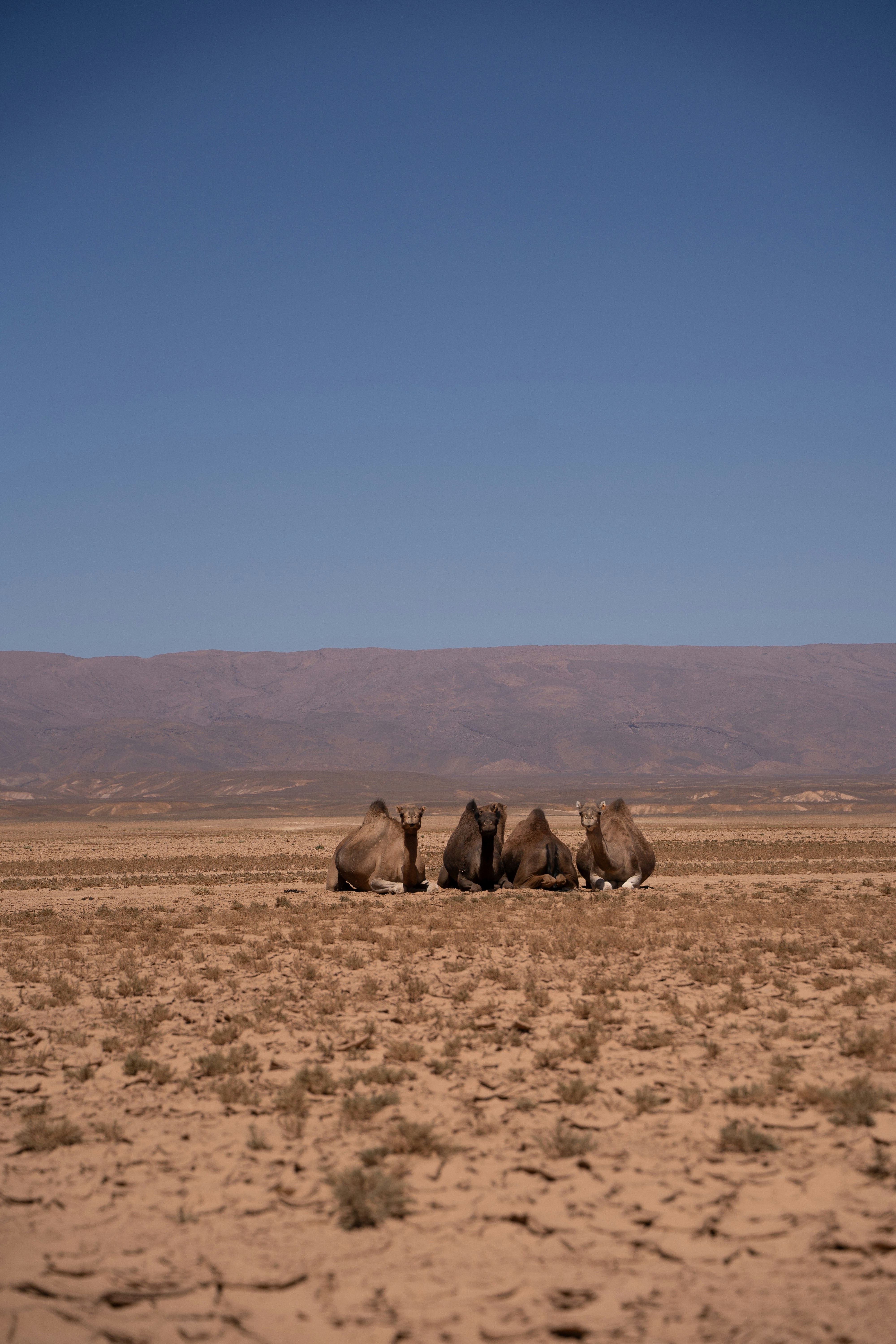 Camels resting in a vast, dry desert landscape.