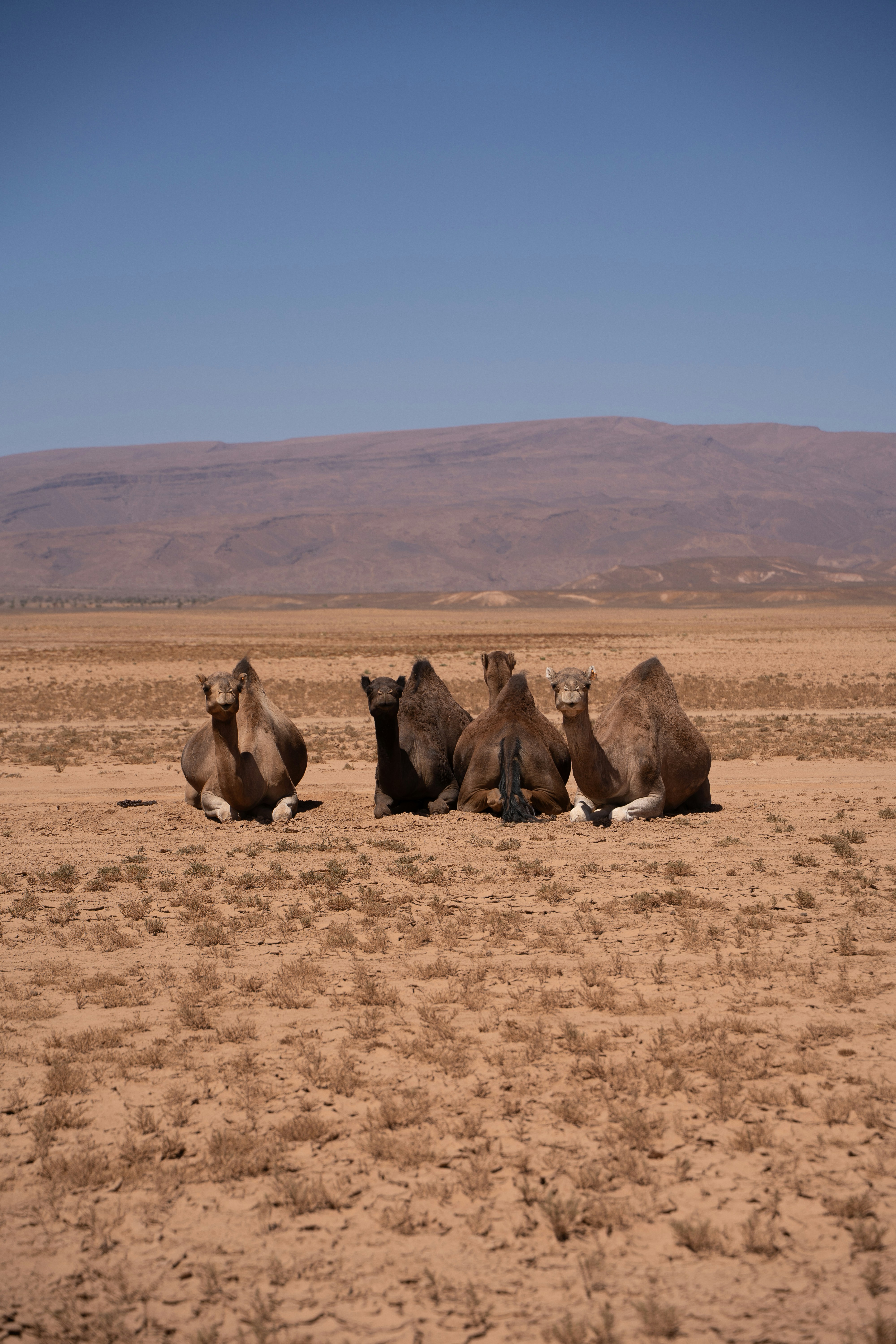 Desert Rest: A Small Herd of Camels Lounge on Sunbaked Plain Beneath a Wide Blue Sky