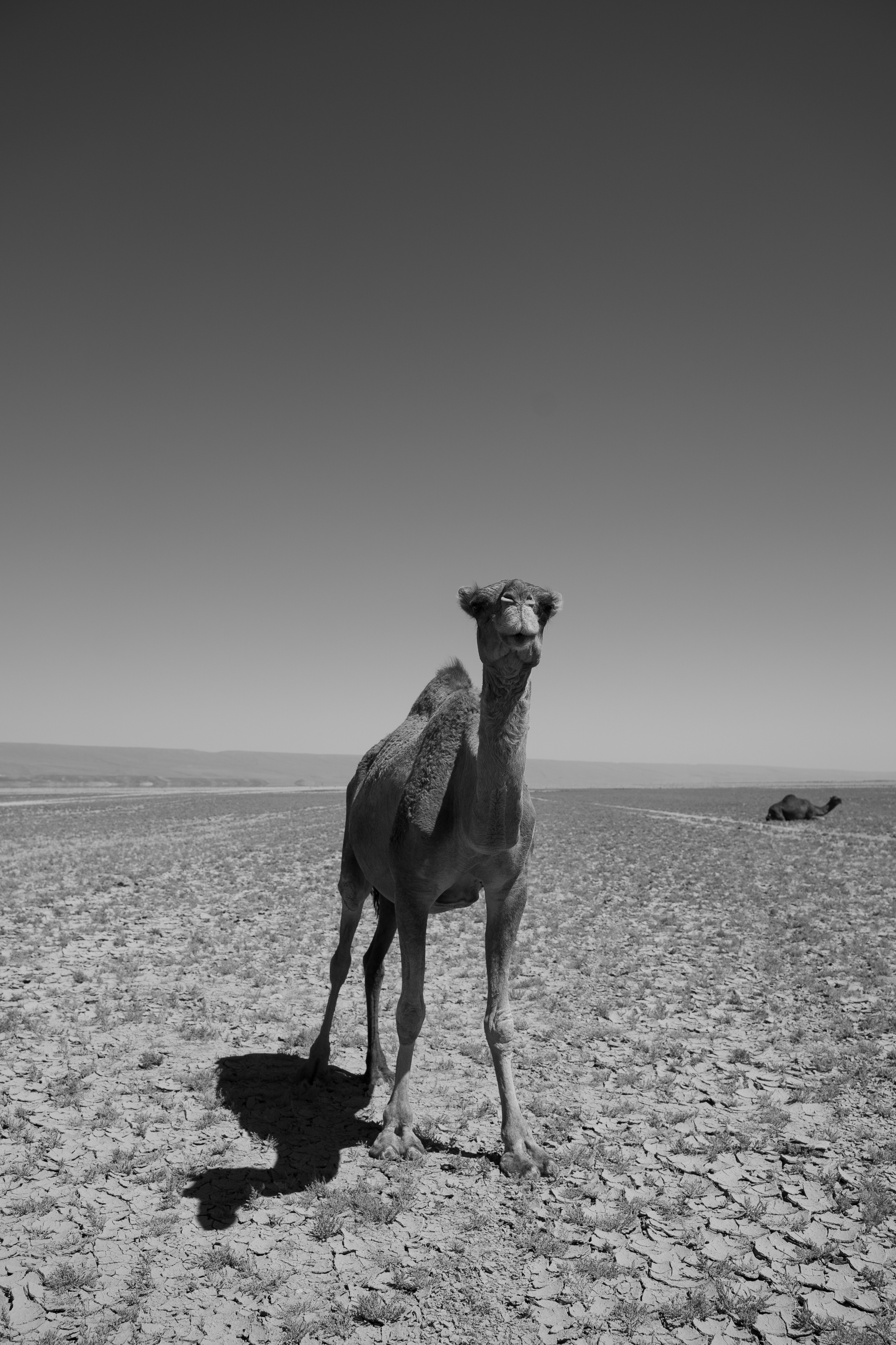 A camel stands in a dry, desolate landscape.