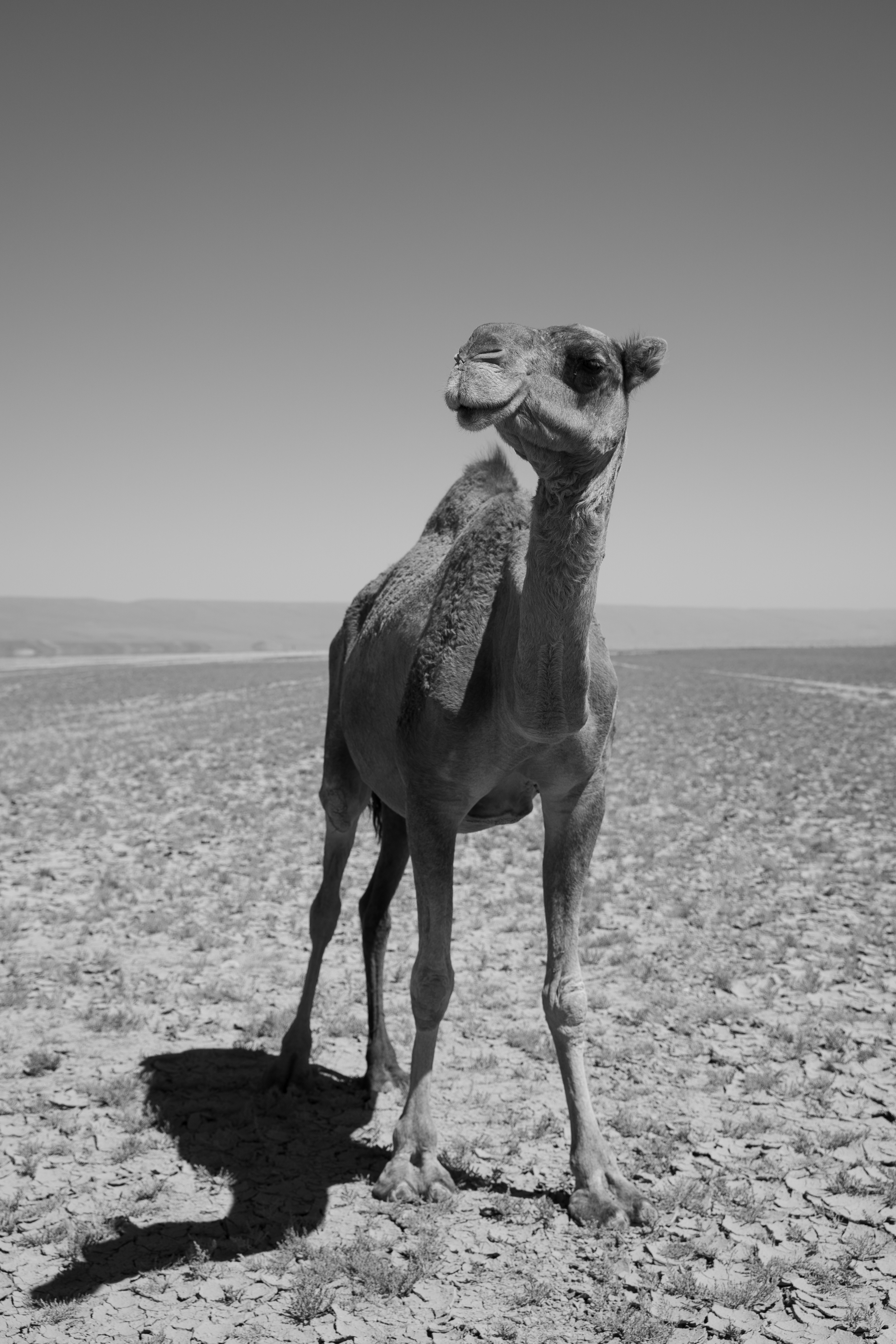 A camel stands proudly on cracked earth under a clear sky, showcasing its resilience in a harsh environment.