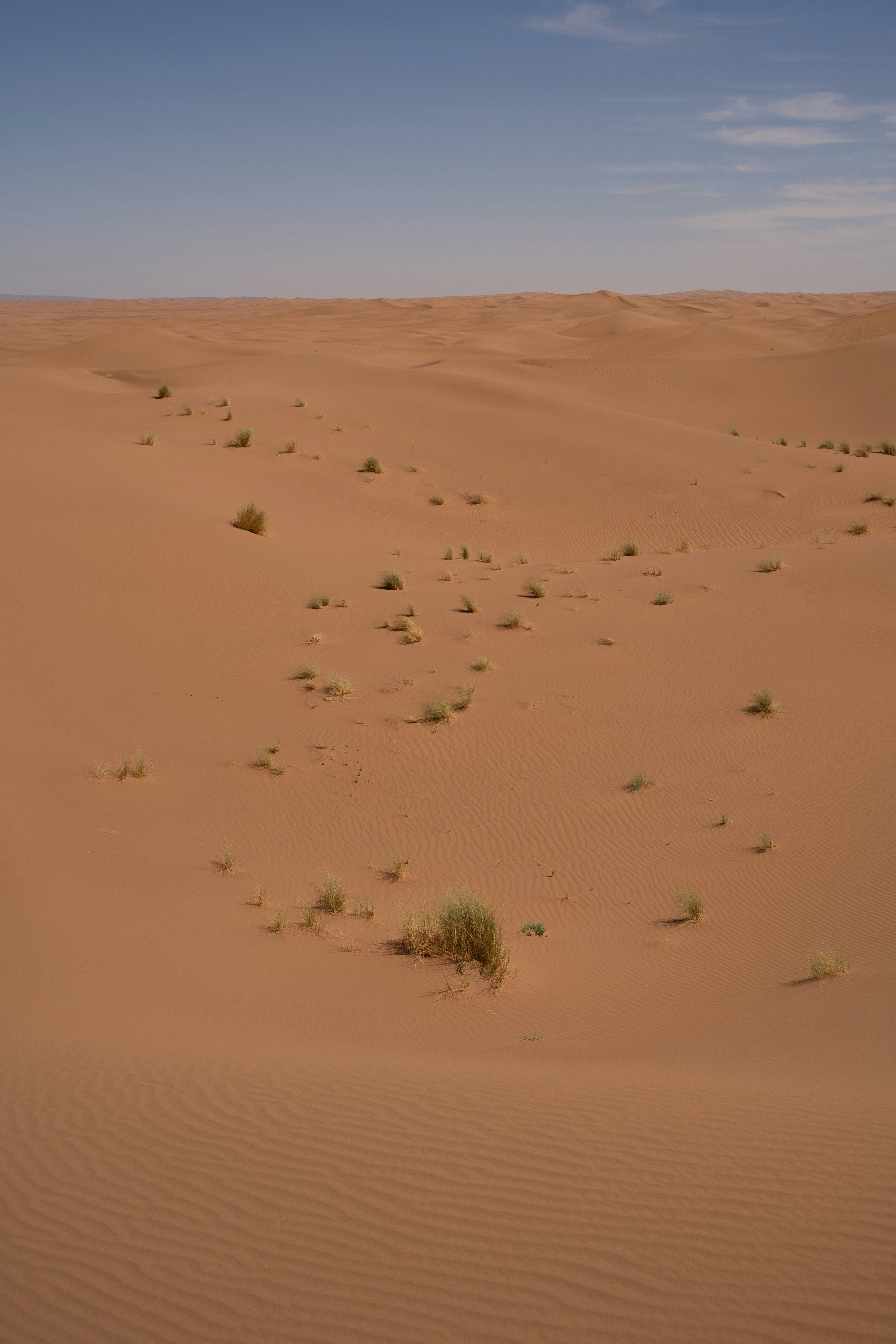 Dune Quiet: Amber Waves with Sparse Grass Across the Sand Sea