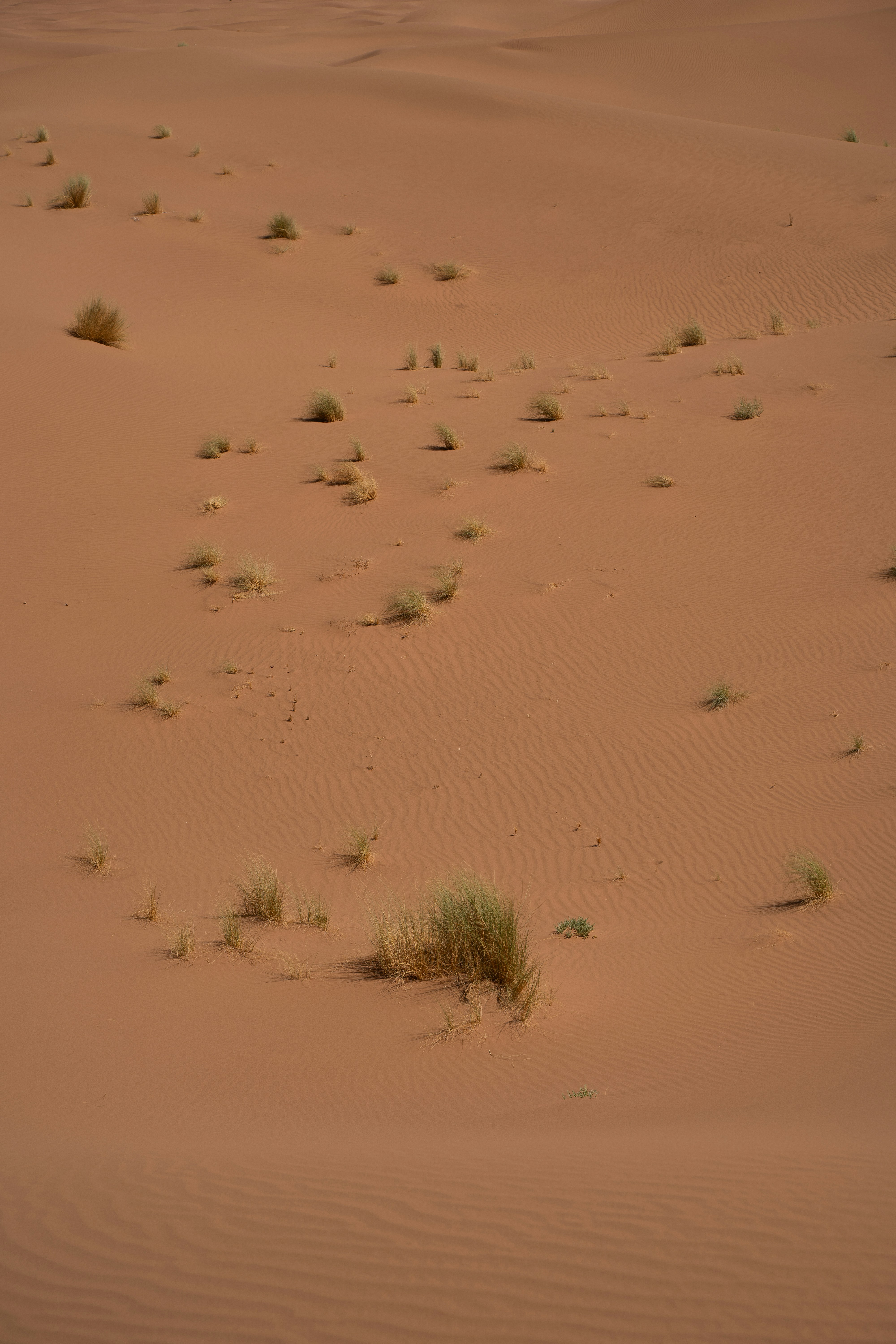 Whispers on the Dunes: A Lone Tuft in Wind-Sculpted Sand