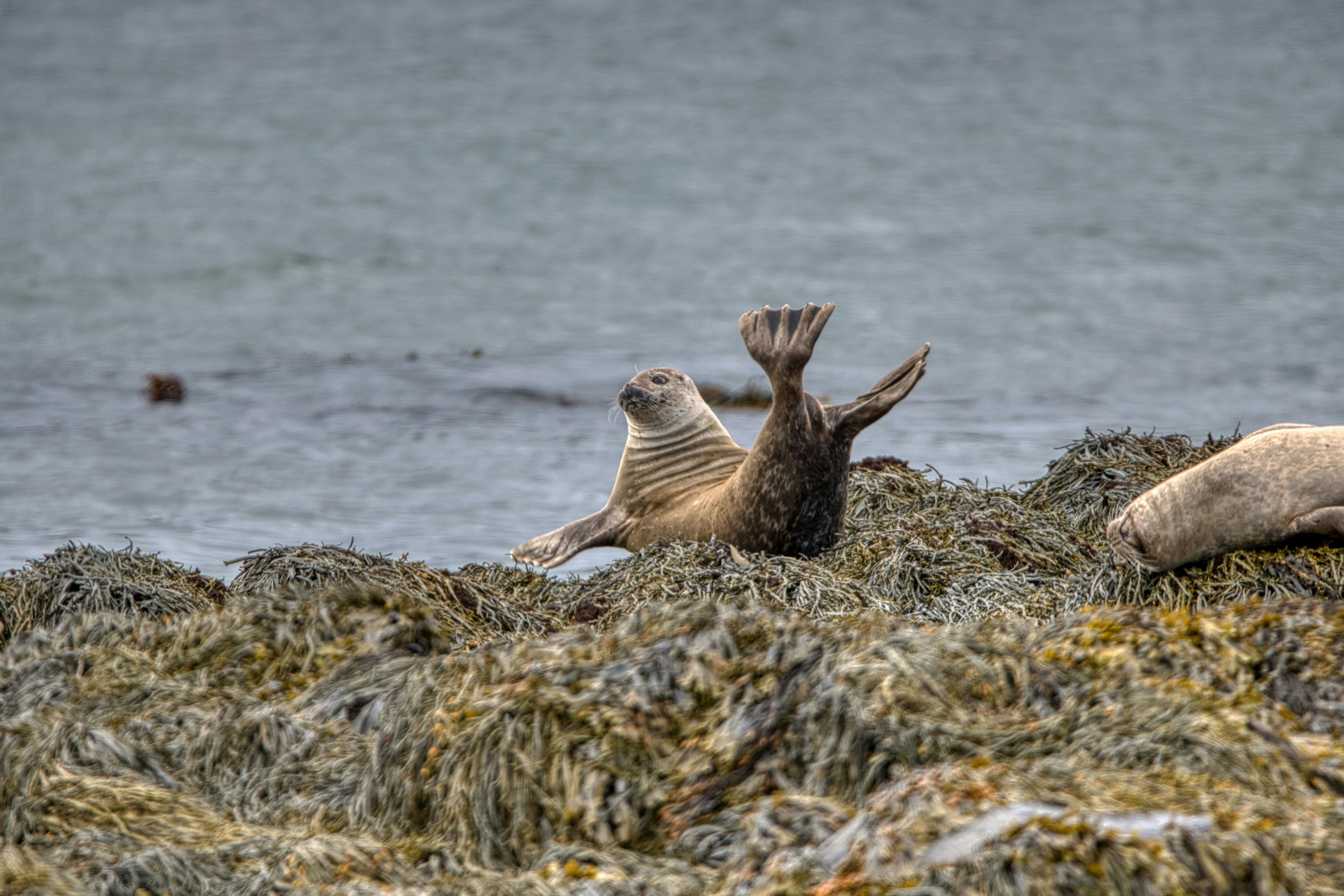A Playful Encounter with Nature's Marine Acrobats