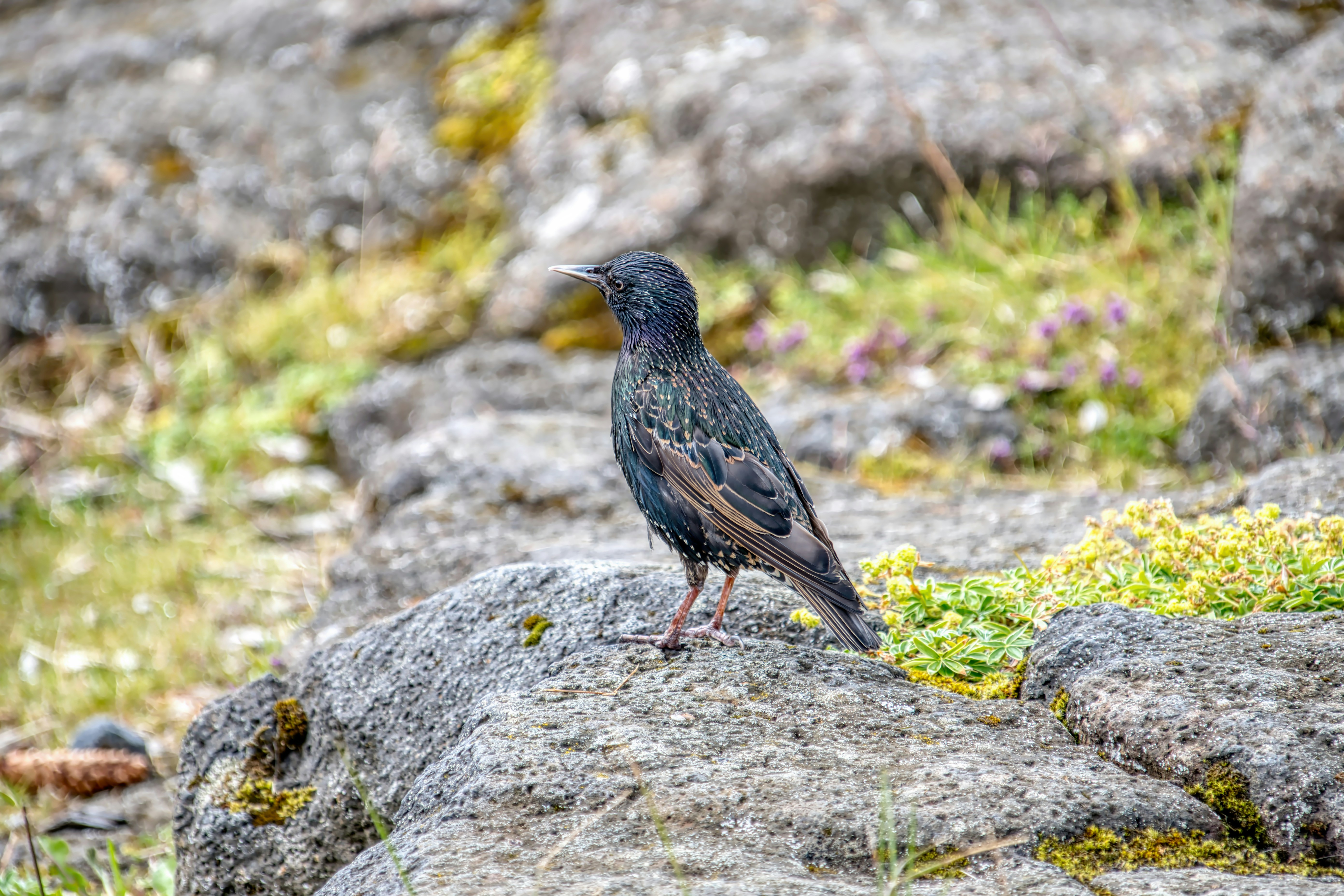 Nature's Jewel: The Starling's Stance