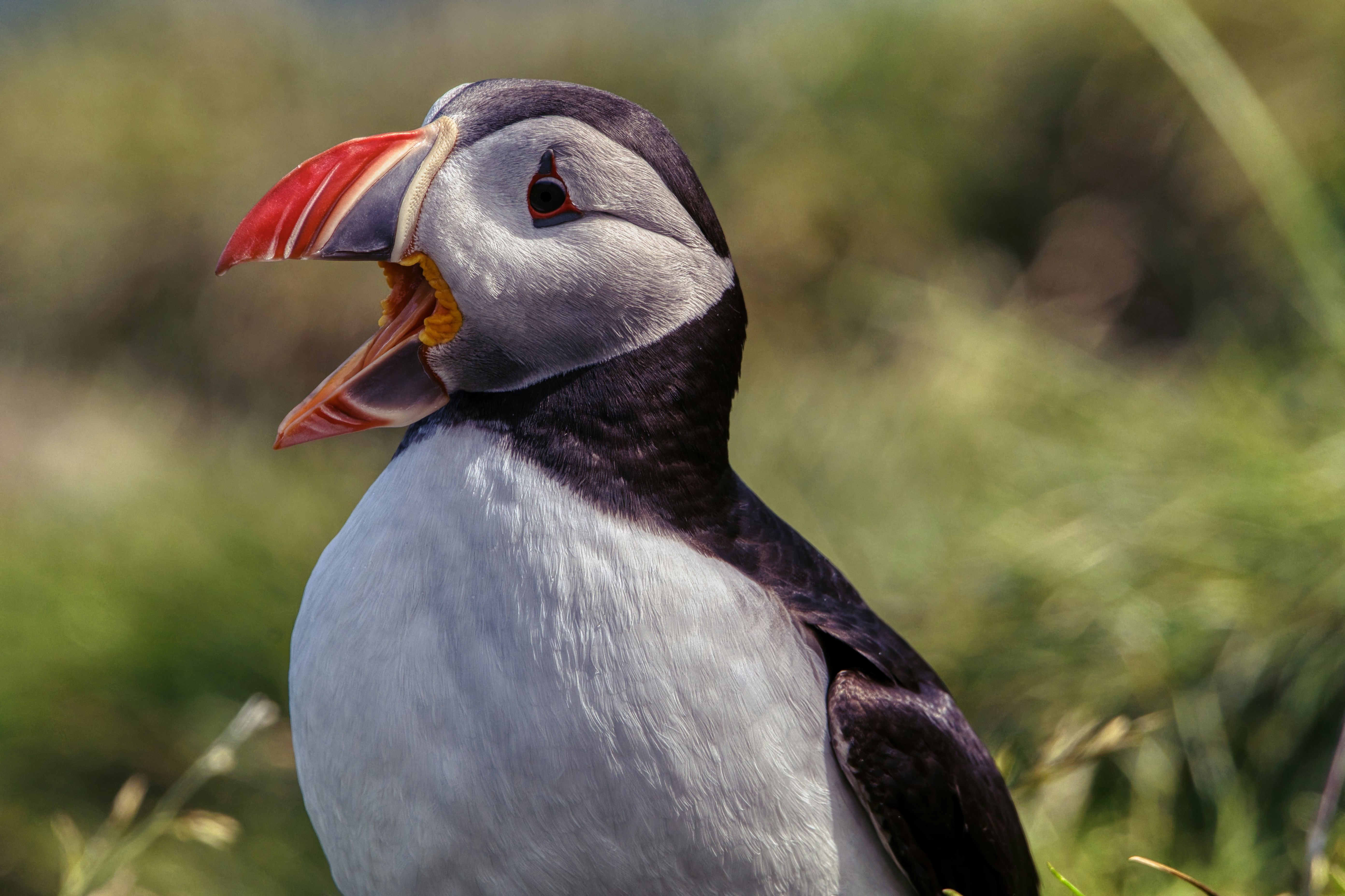 A puffin with a vibrant beak vocalizing amidst lush greenery, showcasing its unique personality.