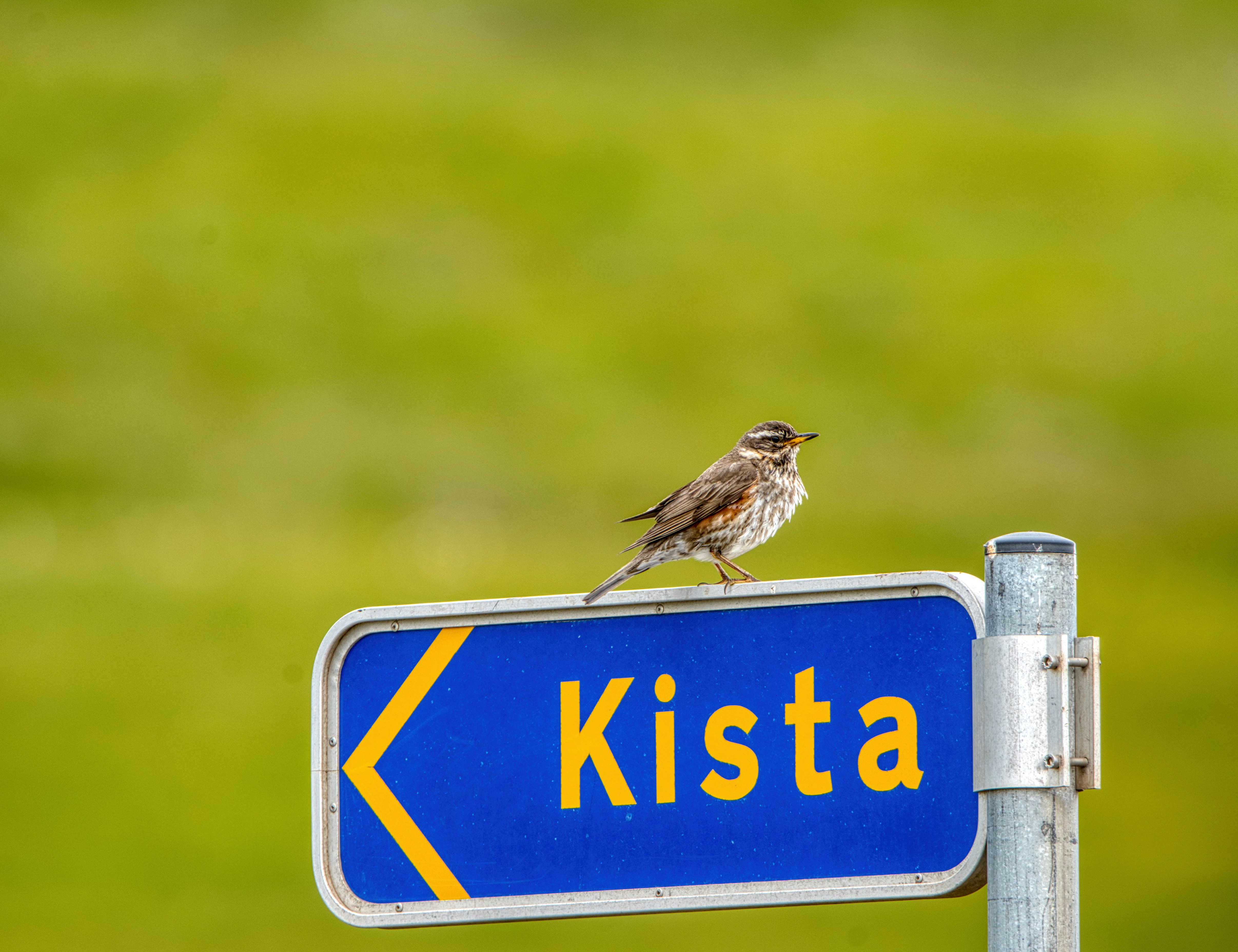 A bird perched on a directional sign indicating Kista, with a blurred green background emphasizing the subject's prominence.