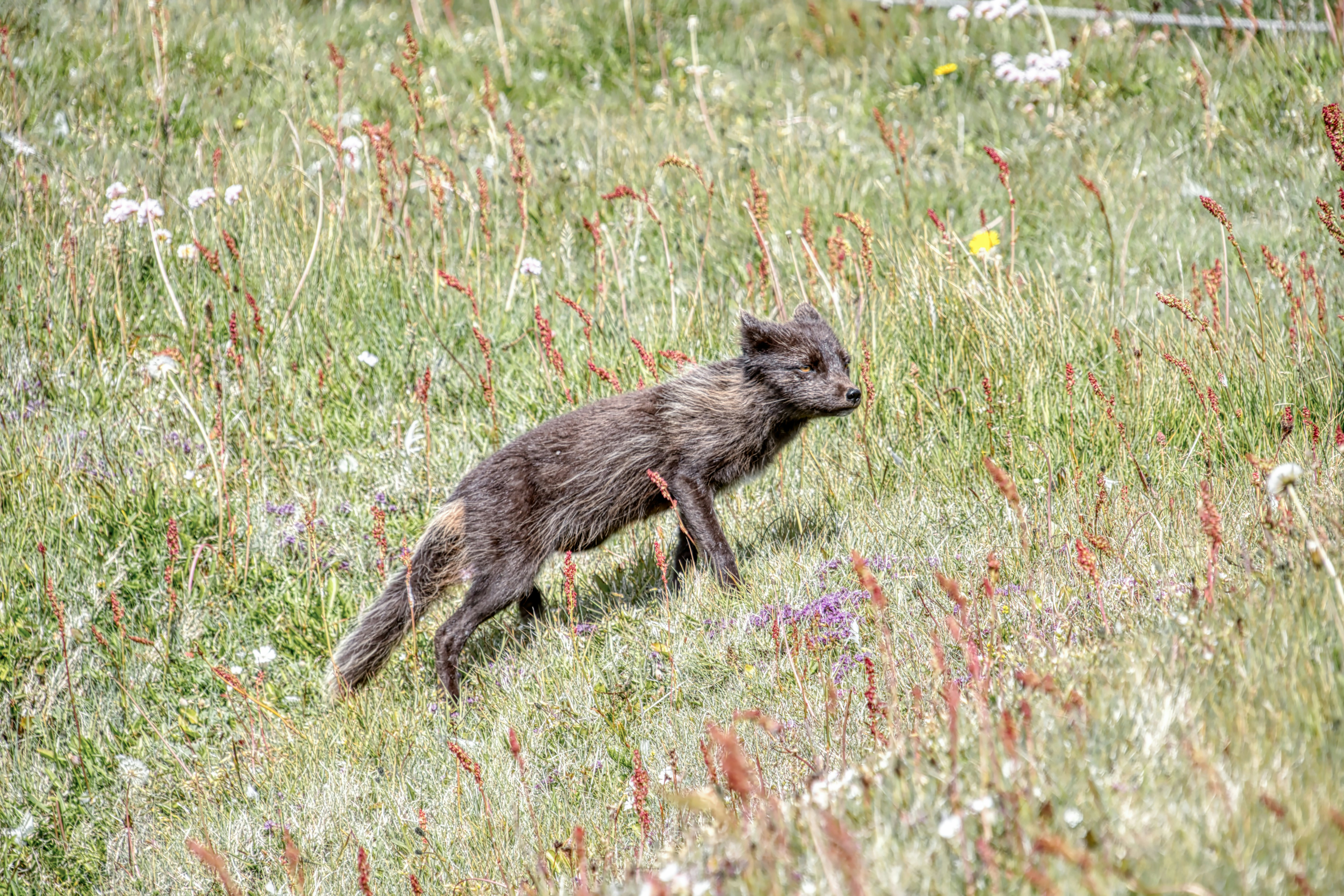 Mid-Stride Grey Fox Traverses a Sunlit Meadow of Wildflowers