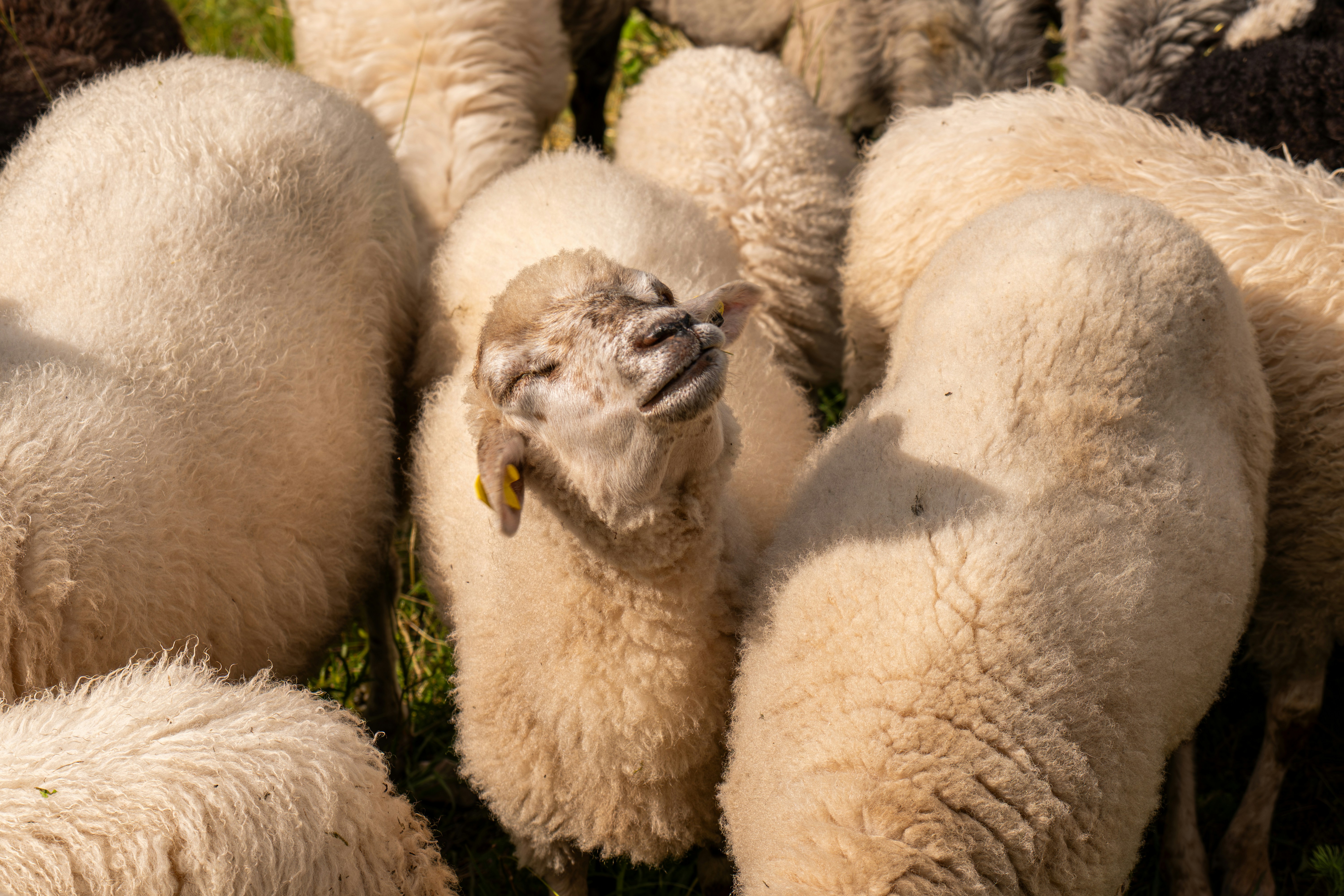 A Whimsical Moment in the Flock