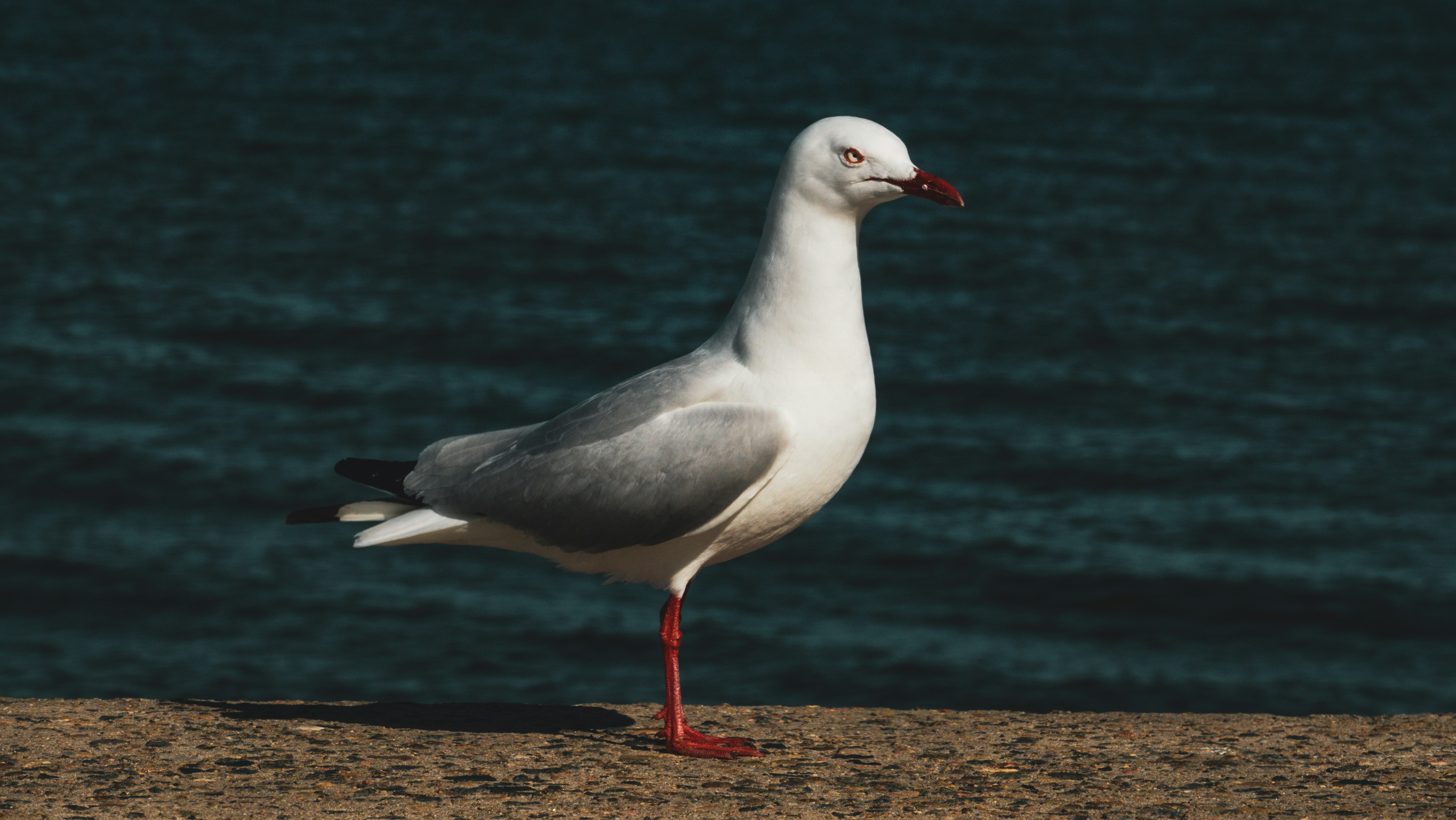Elegance by the Shoreline: A Seagull's Stance