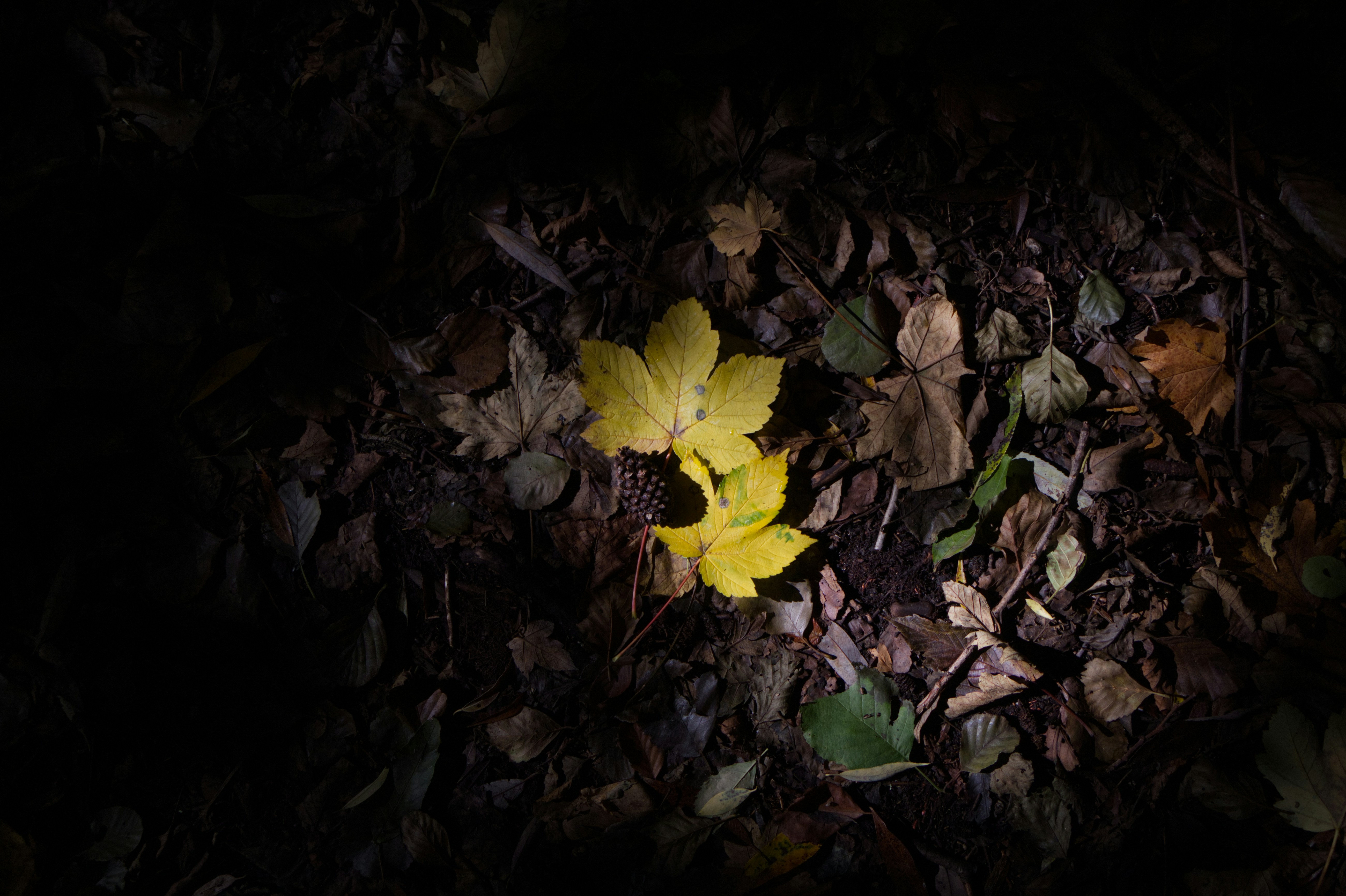 Golden Resilience Amidst Shadows