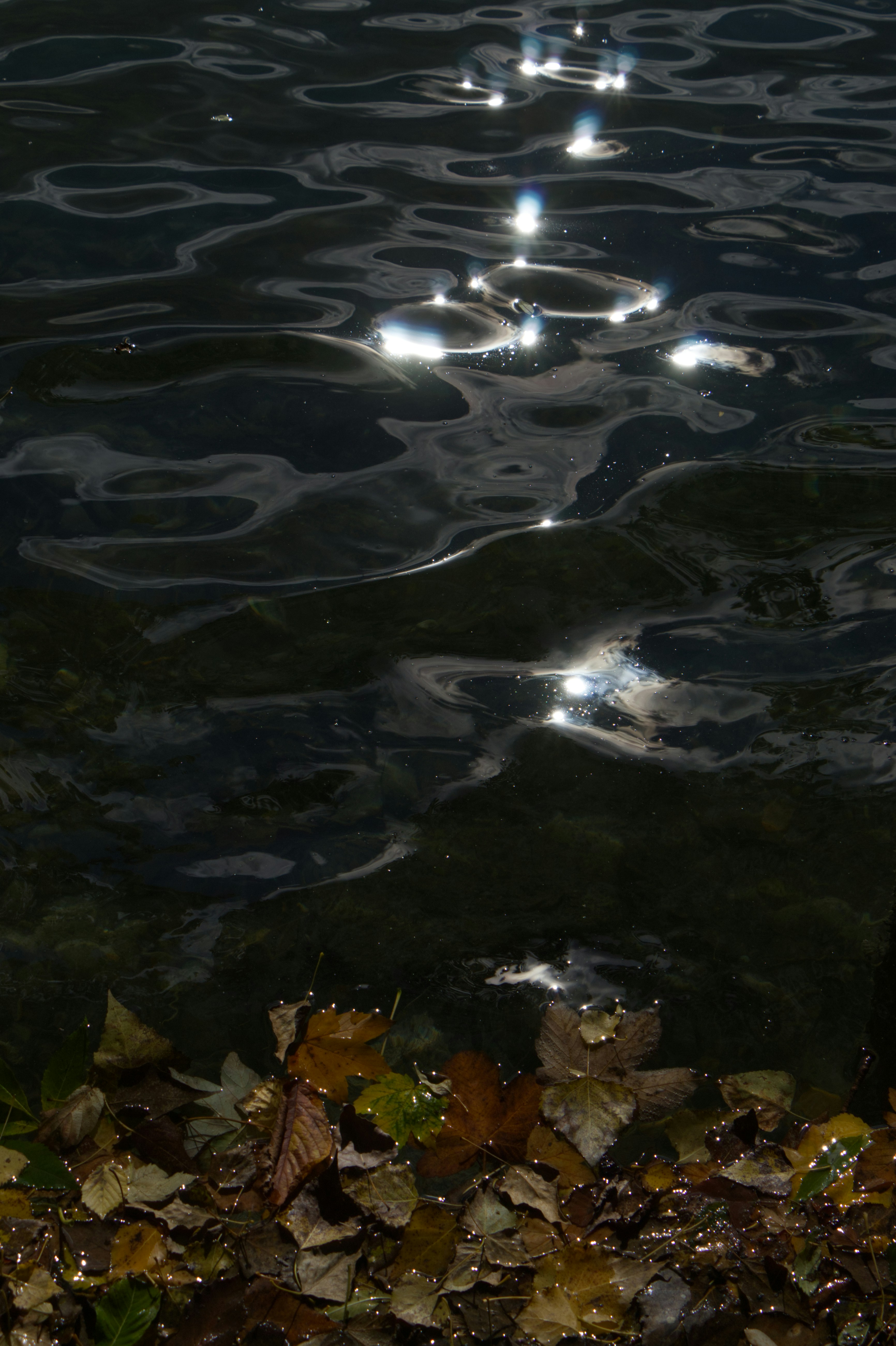 Sunlight reflects on dark rippling water near autumn leaves.