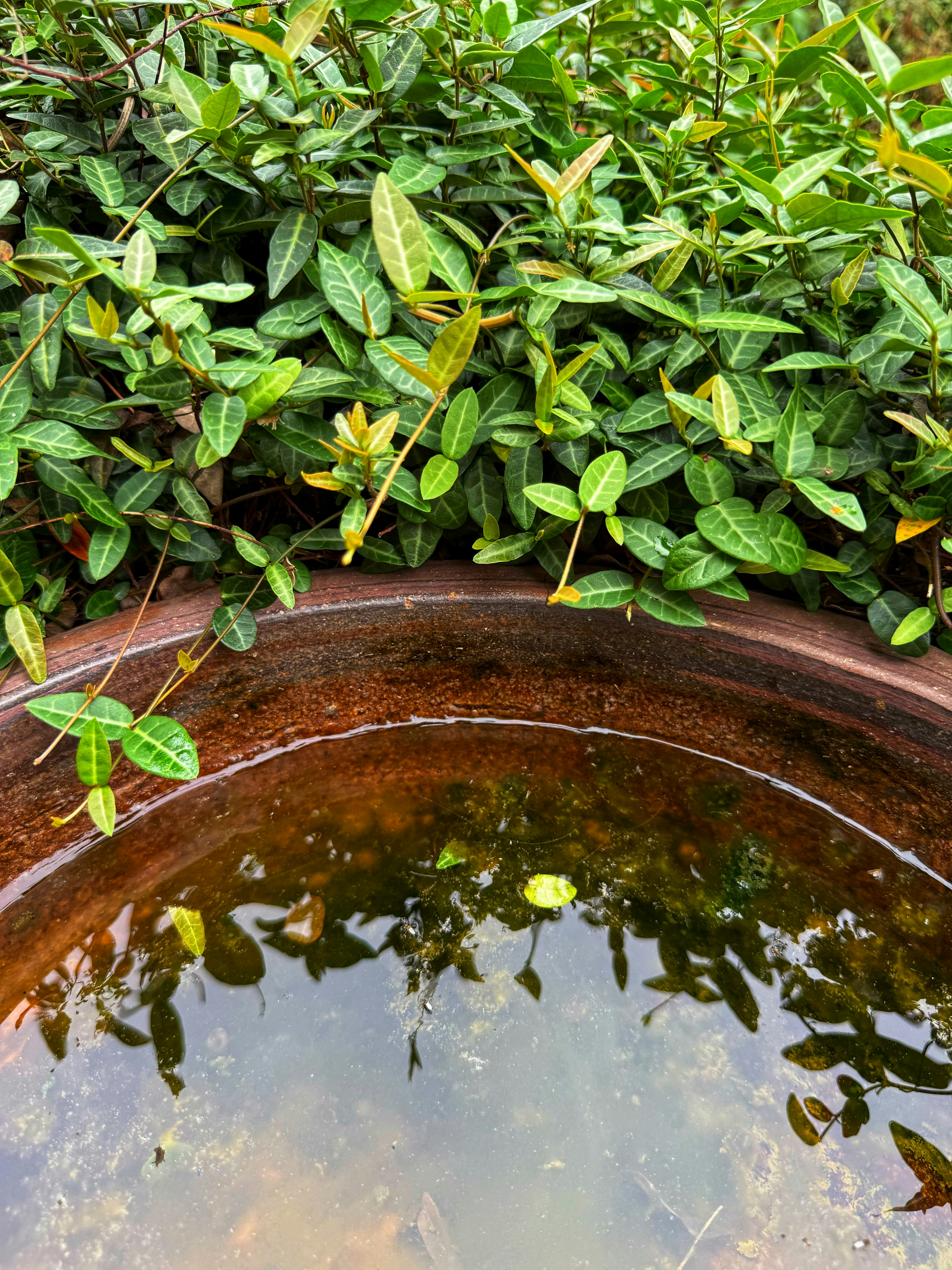 Reflections in Nature's Basin