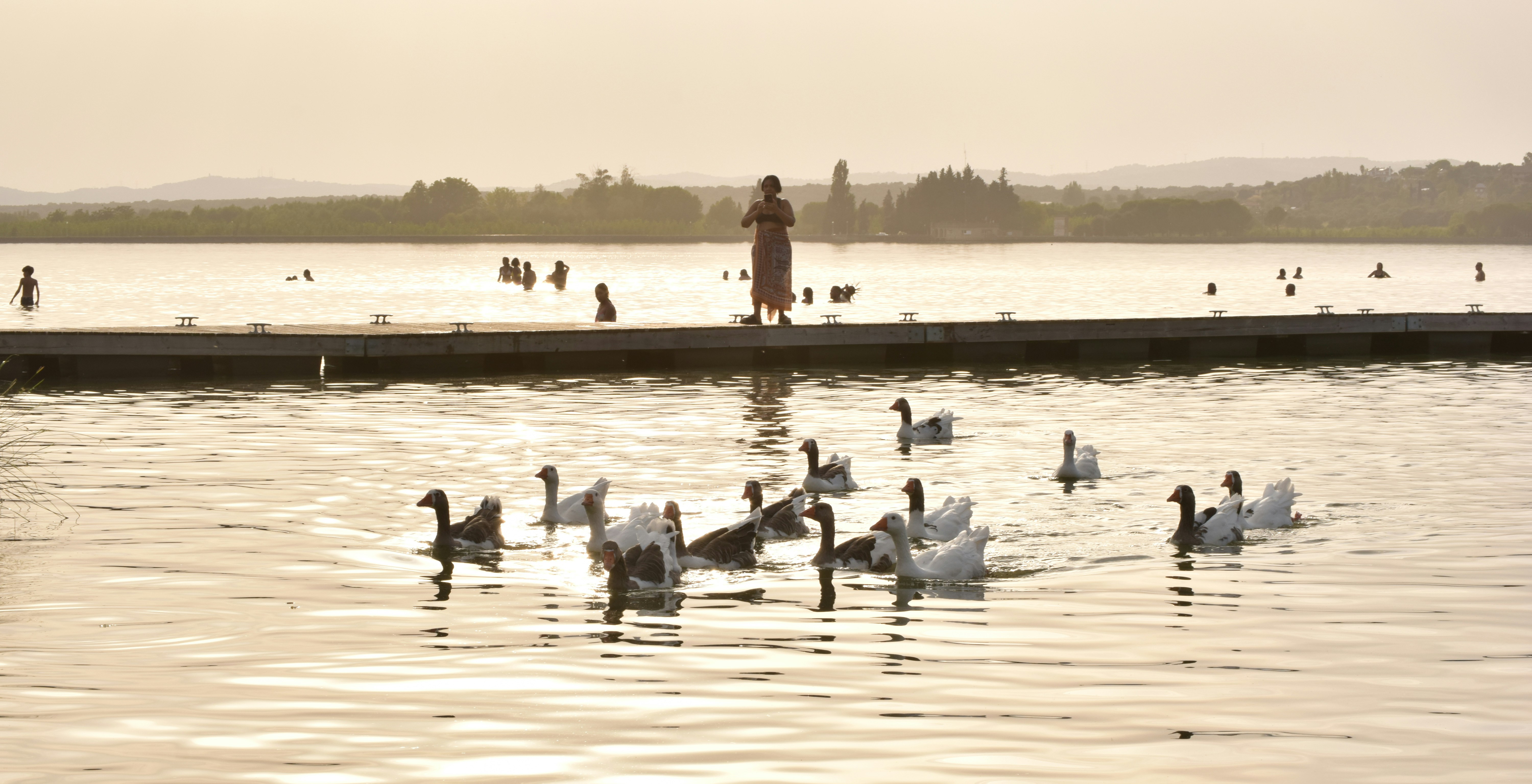 Geese swimming on a lake at sunset