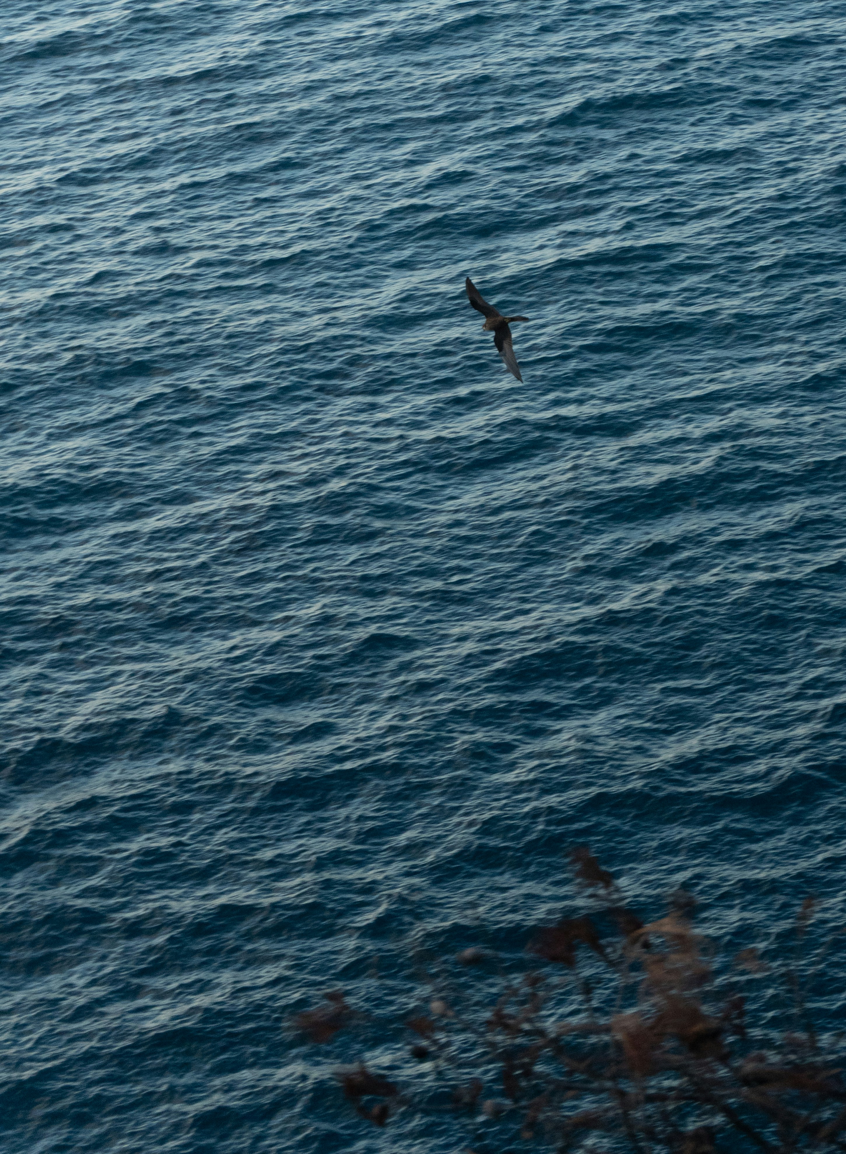 Soaring Serenity Above the Waves