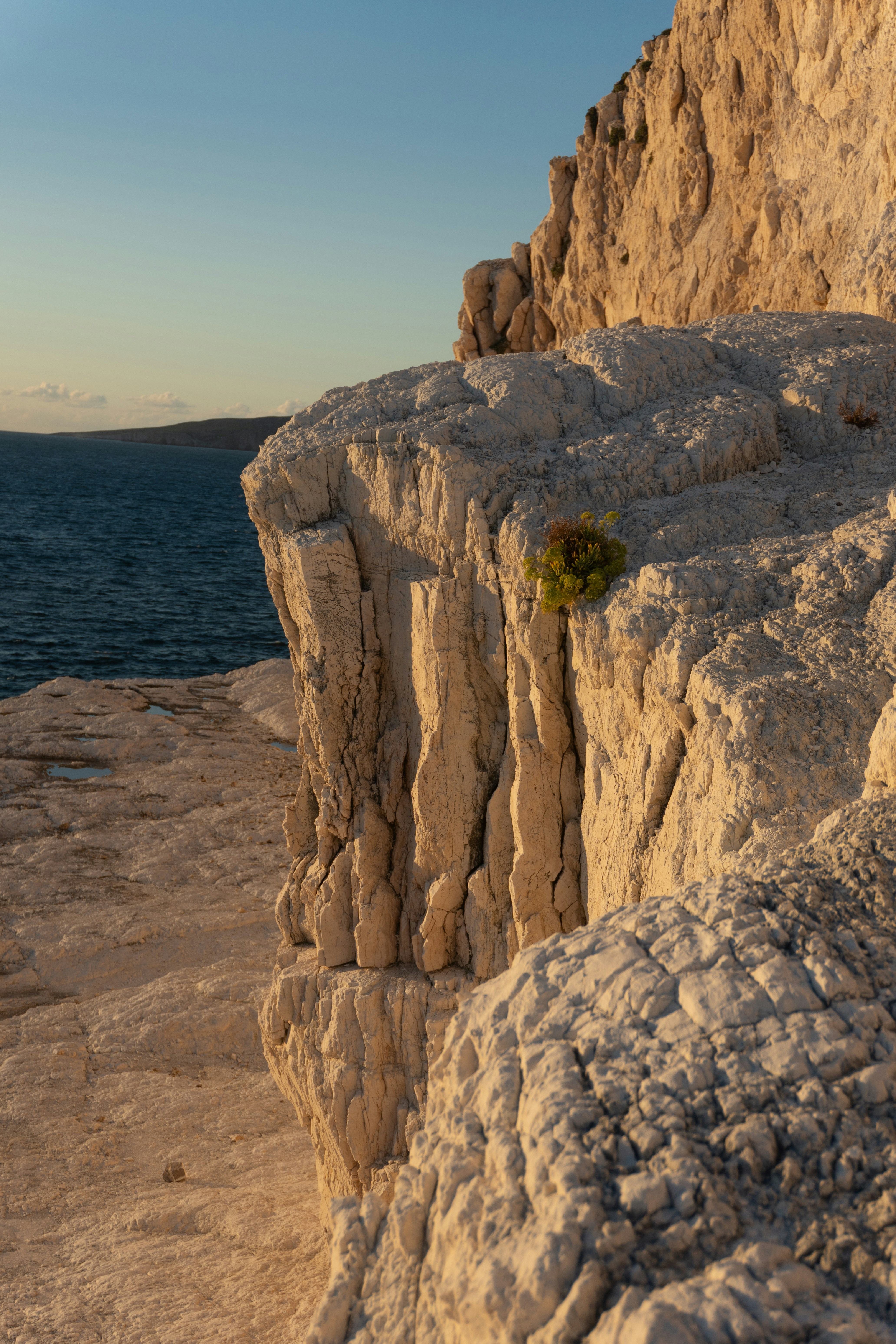 Sunlit cliff face with intricate rock formations and a solitary green plant thriving in the crevices. The ocean stretches out in the background.