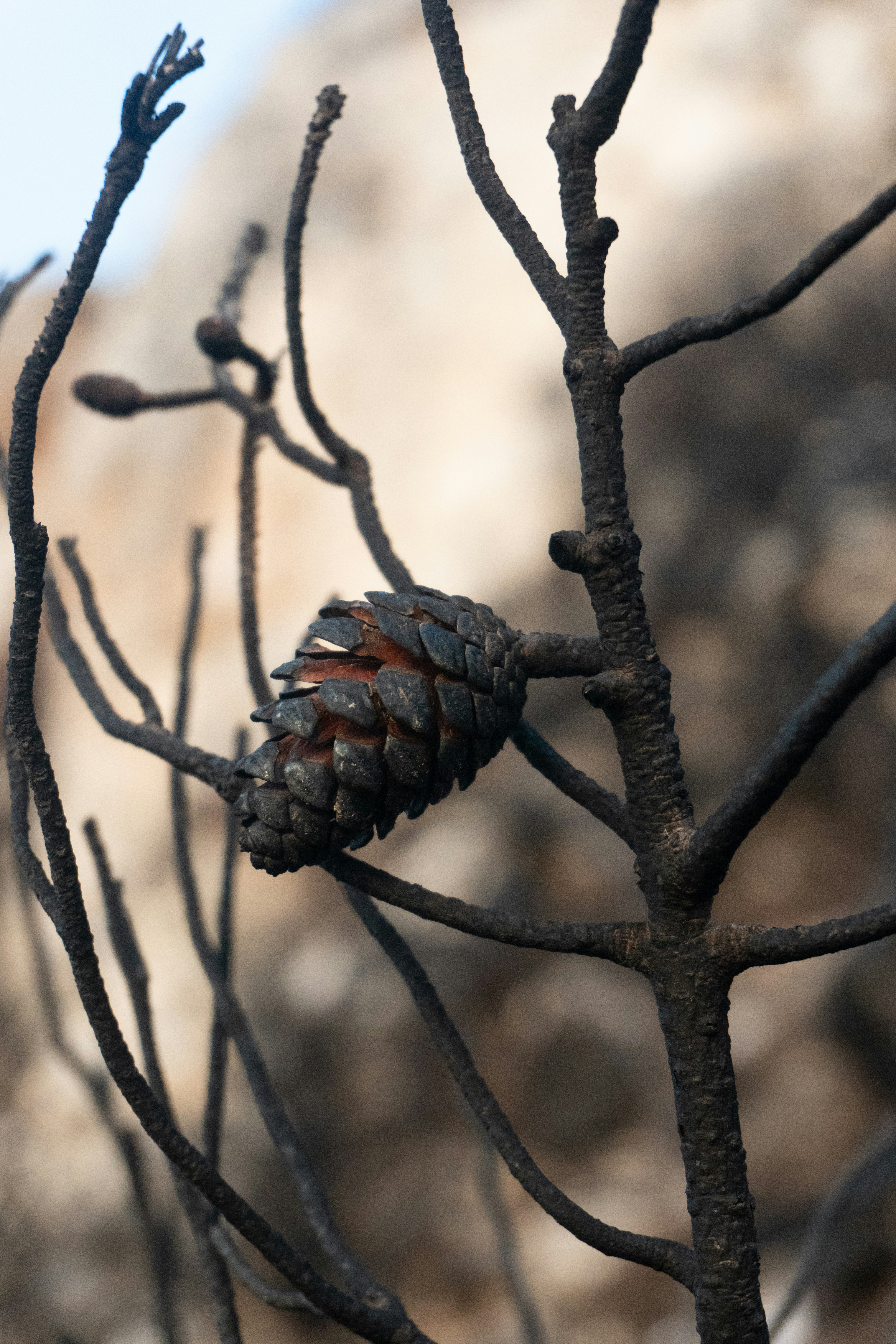 Resilience Amidst Ashes: The Pine Cone's Story