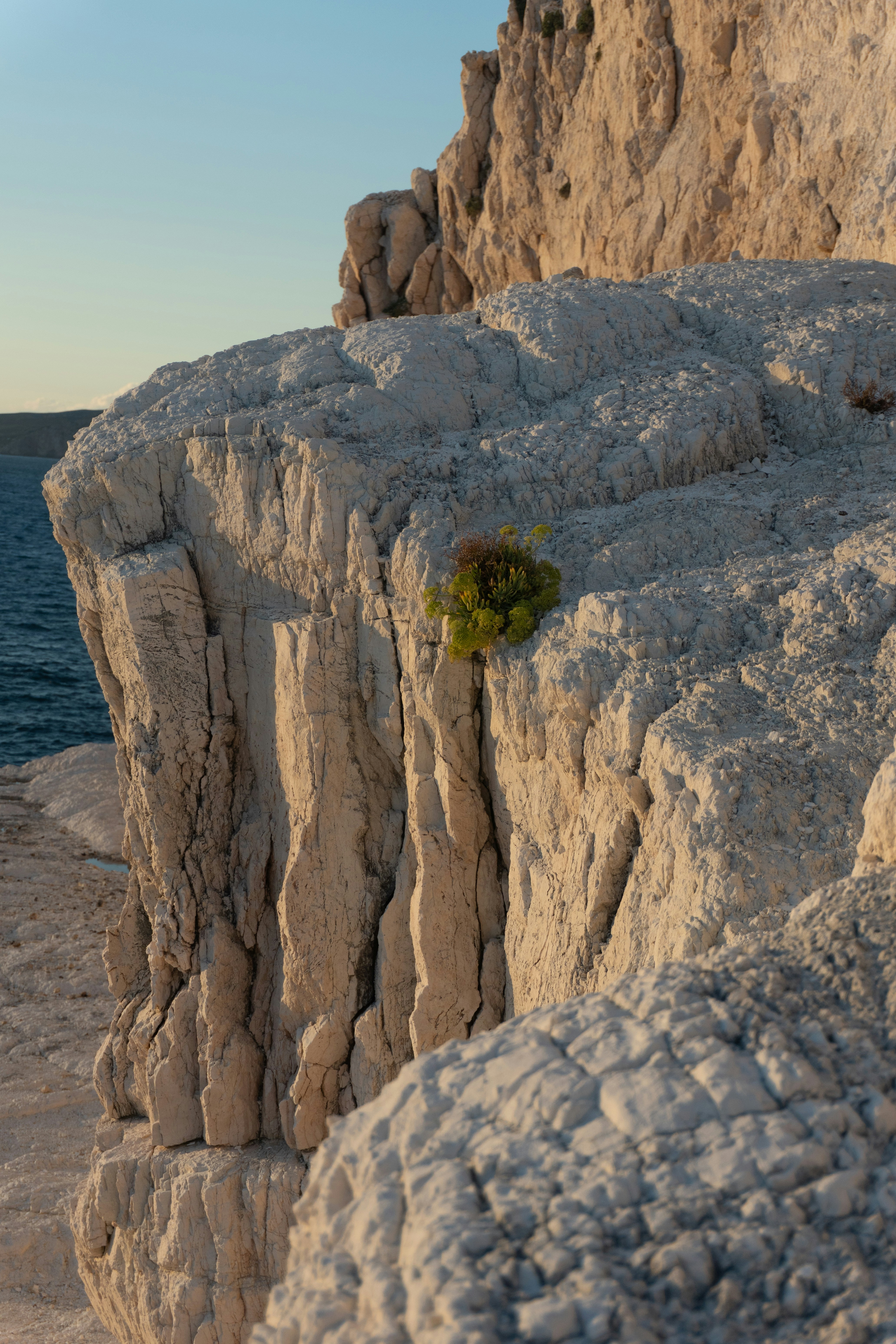 Nature's Resilience on Rocky Shores