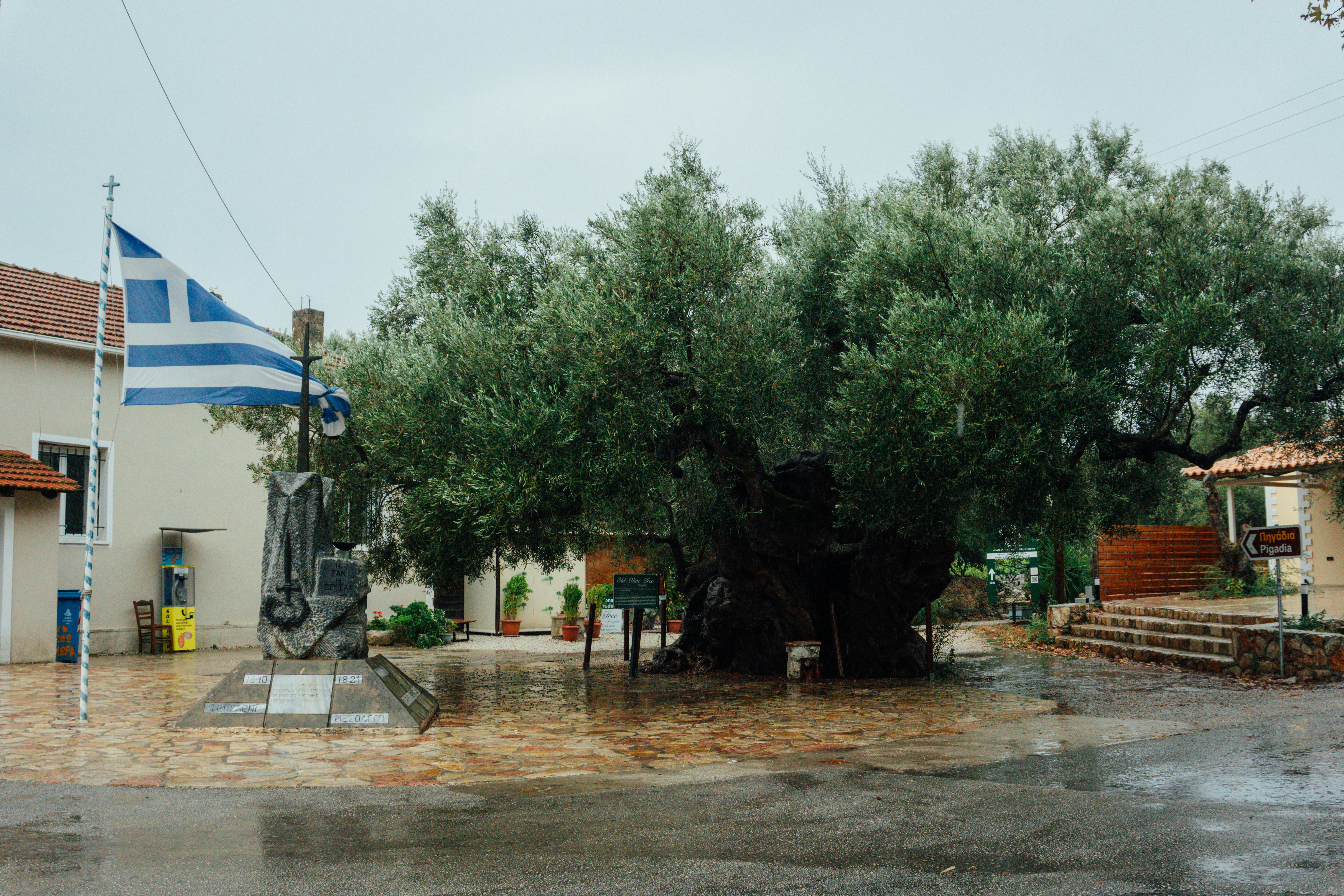 Echoes of Heritage Beneath Ancient Olive Canopies
