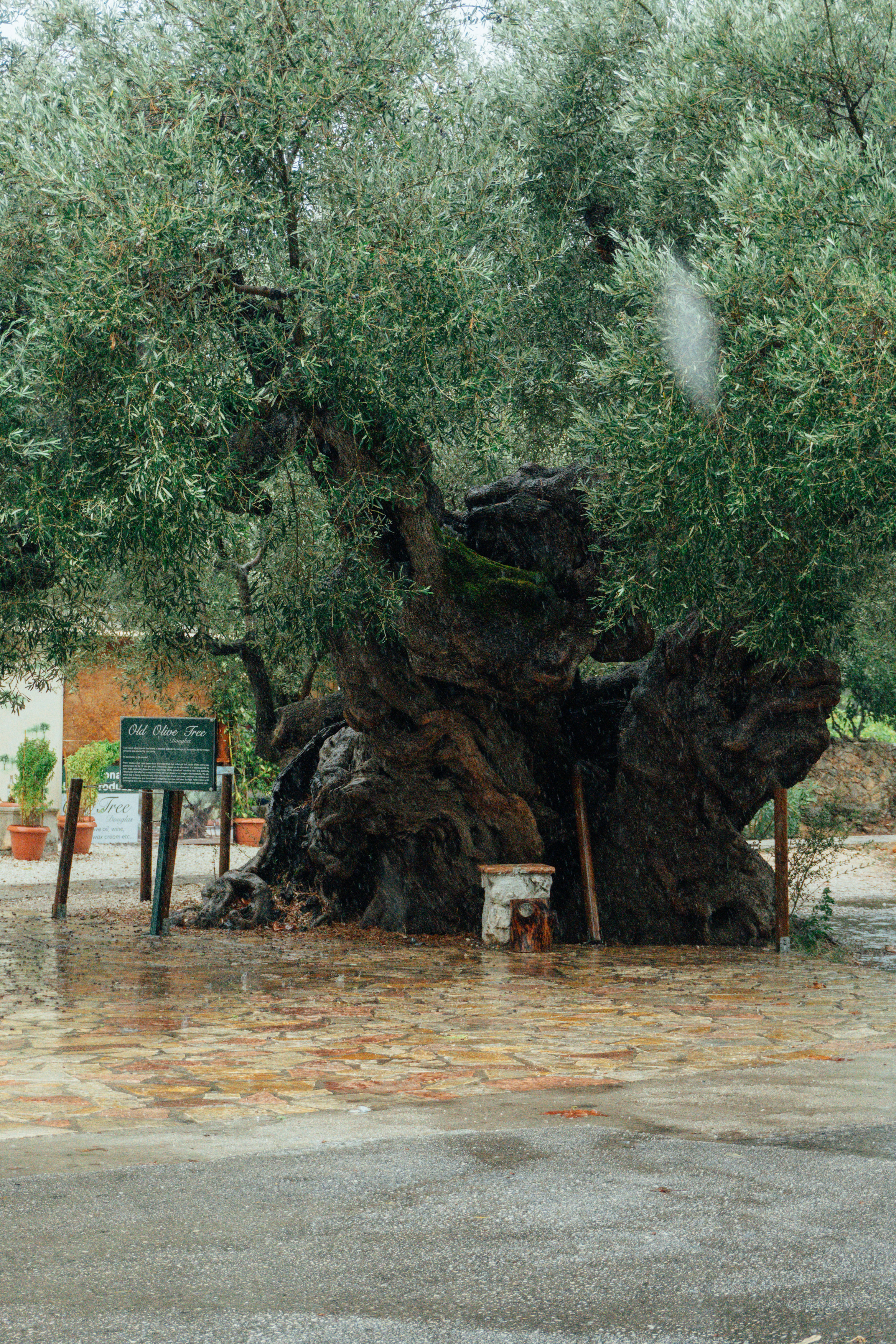 Whispers of Time: The Ancient Olive Guardian