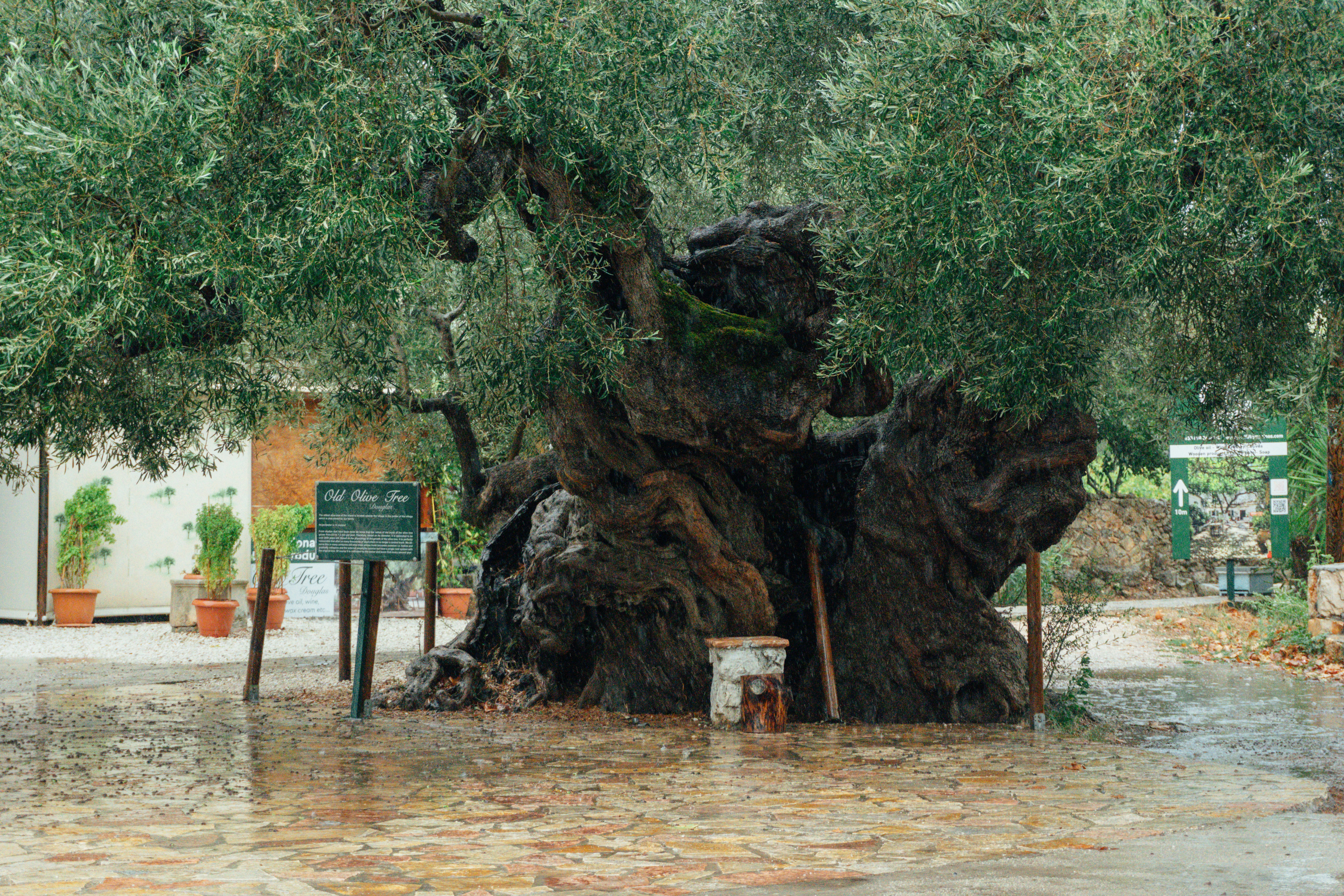 Ancient Guardian: The Timeless Olive Tree