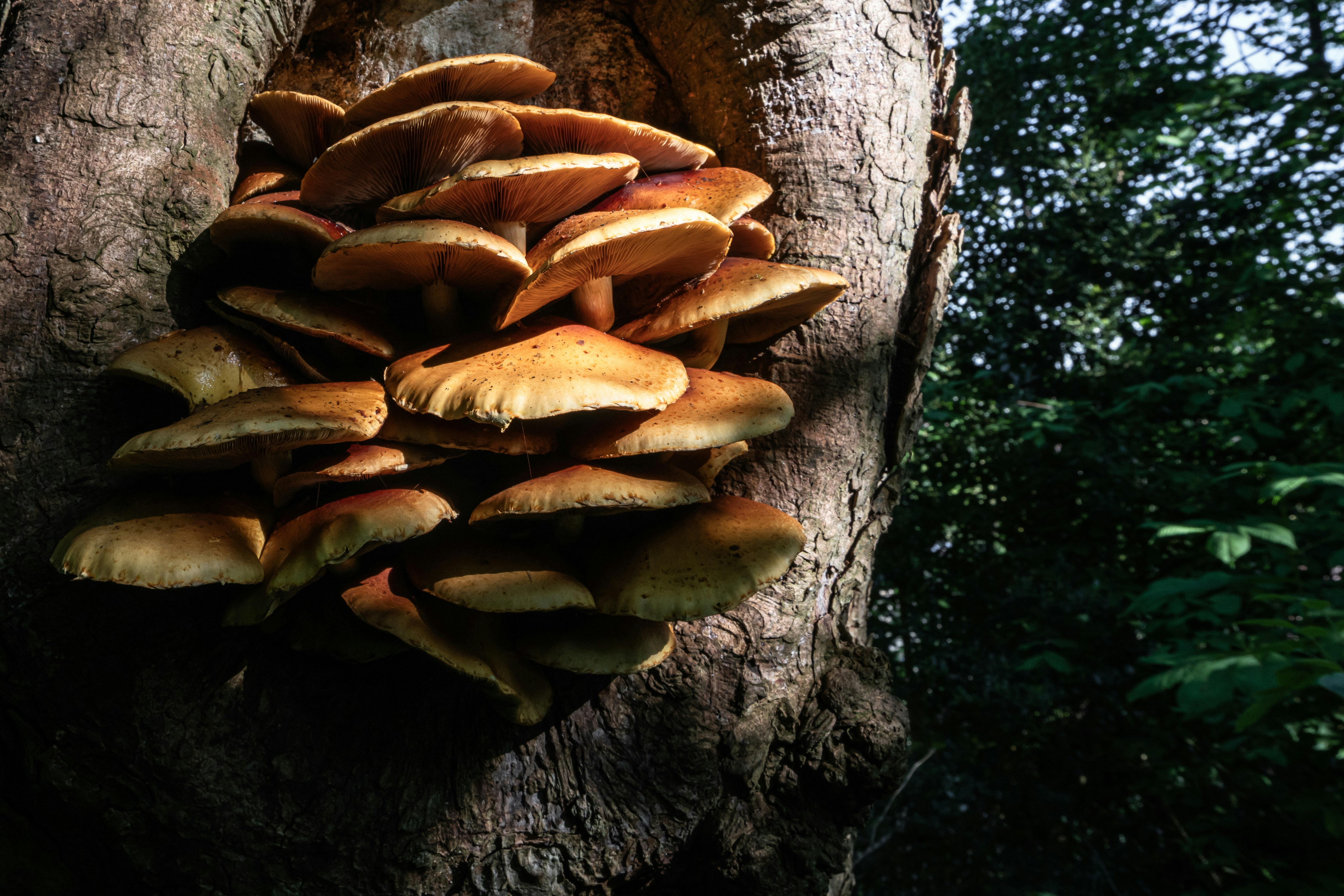 Cluster of brown mushrooms growing on a tree trunk