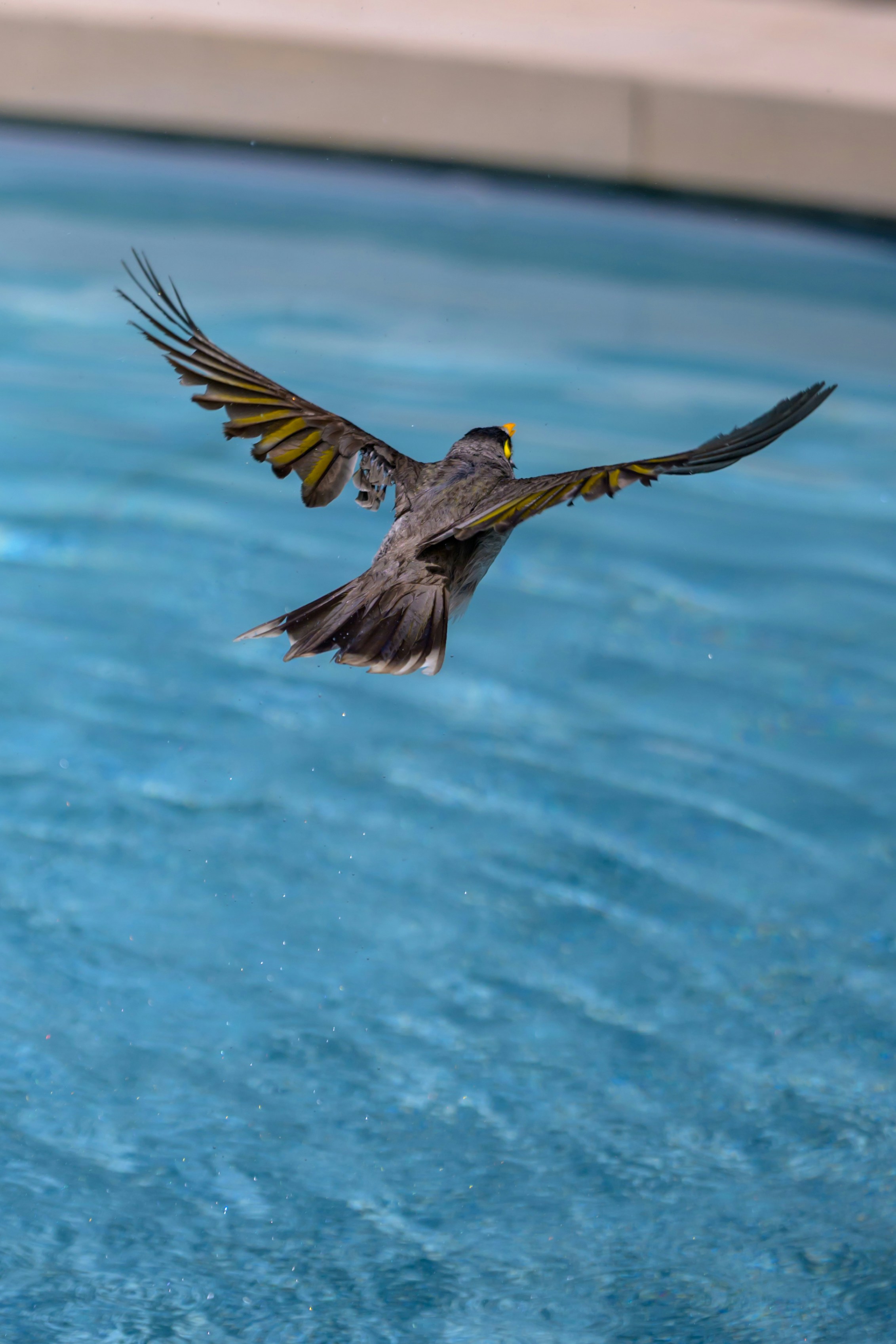 Aerial Ballet Above Crystal Waters