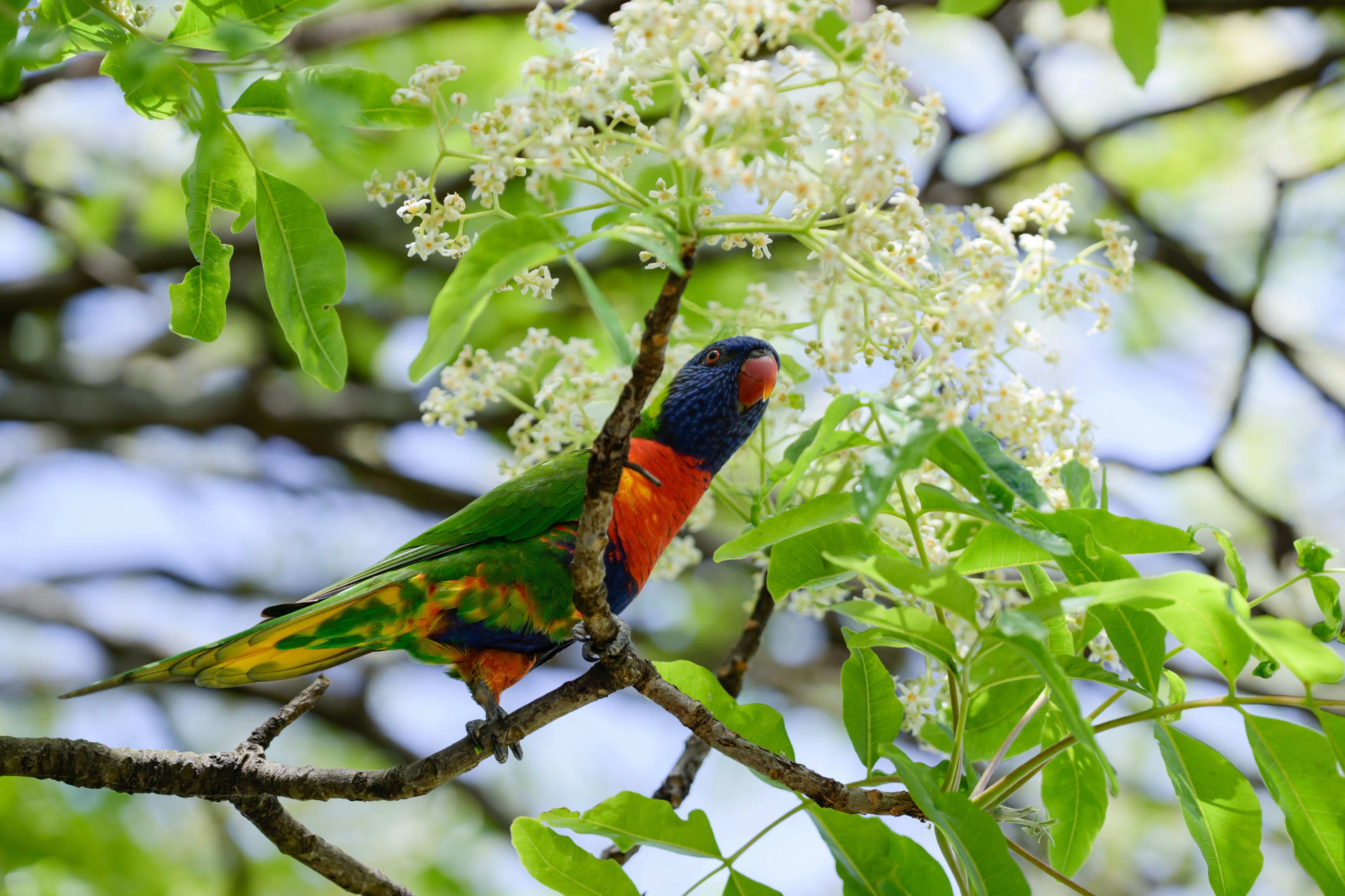 Harmony in Nature: A Colorful Encounter