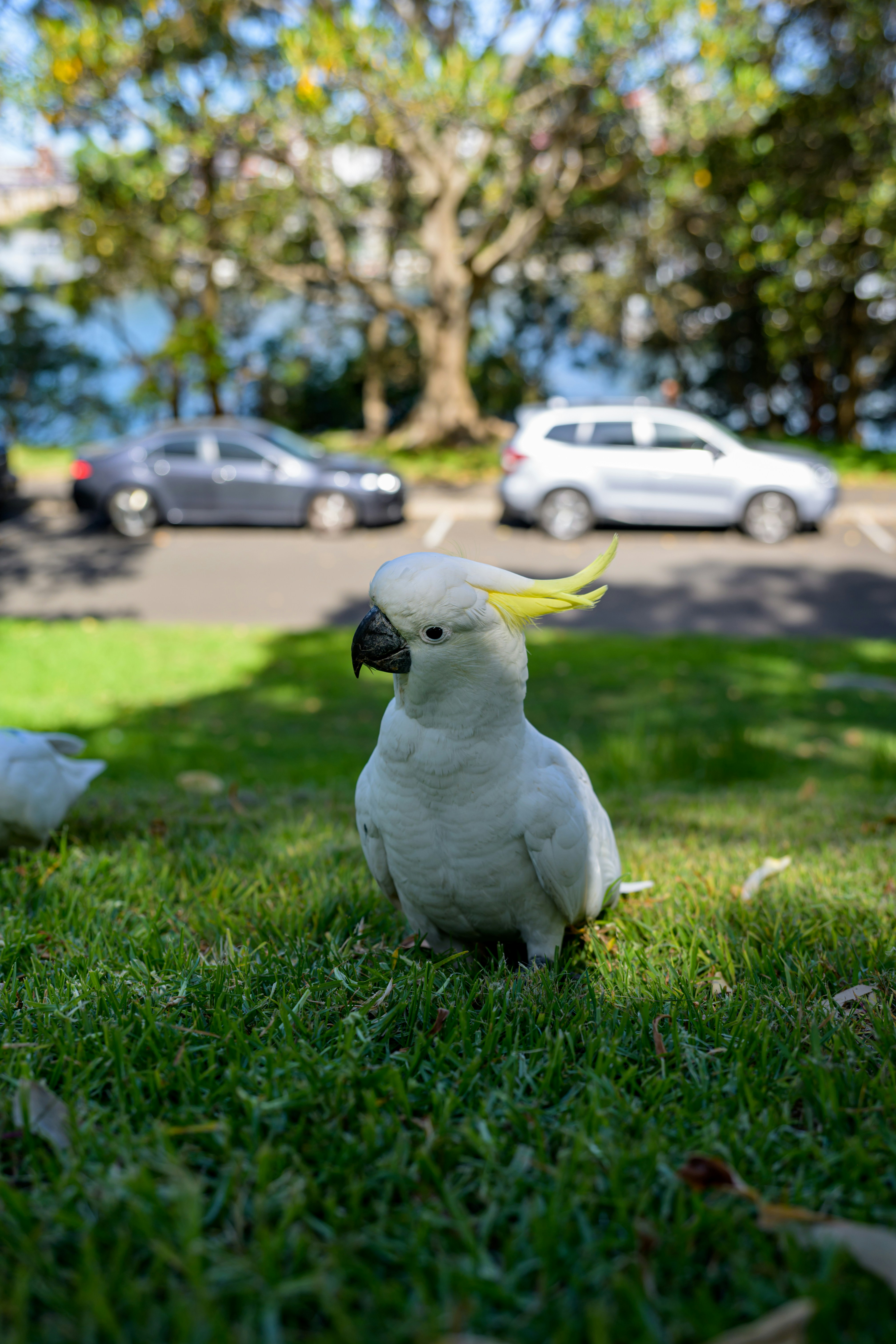 Crested Calm in the Park: Sulphur-crested Cockatoo on Sunlit Grass